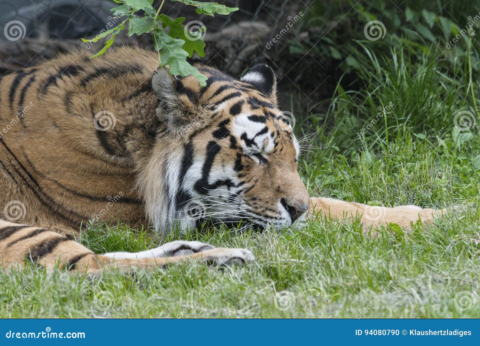 Sleeping Tiger stock photo. Image of sleep, rest, portrait - 94080790