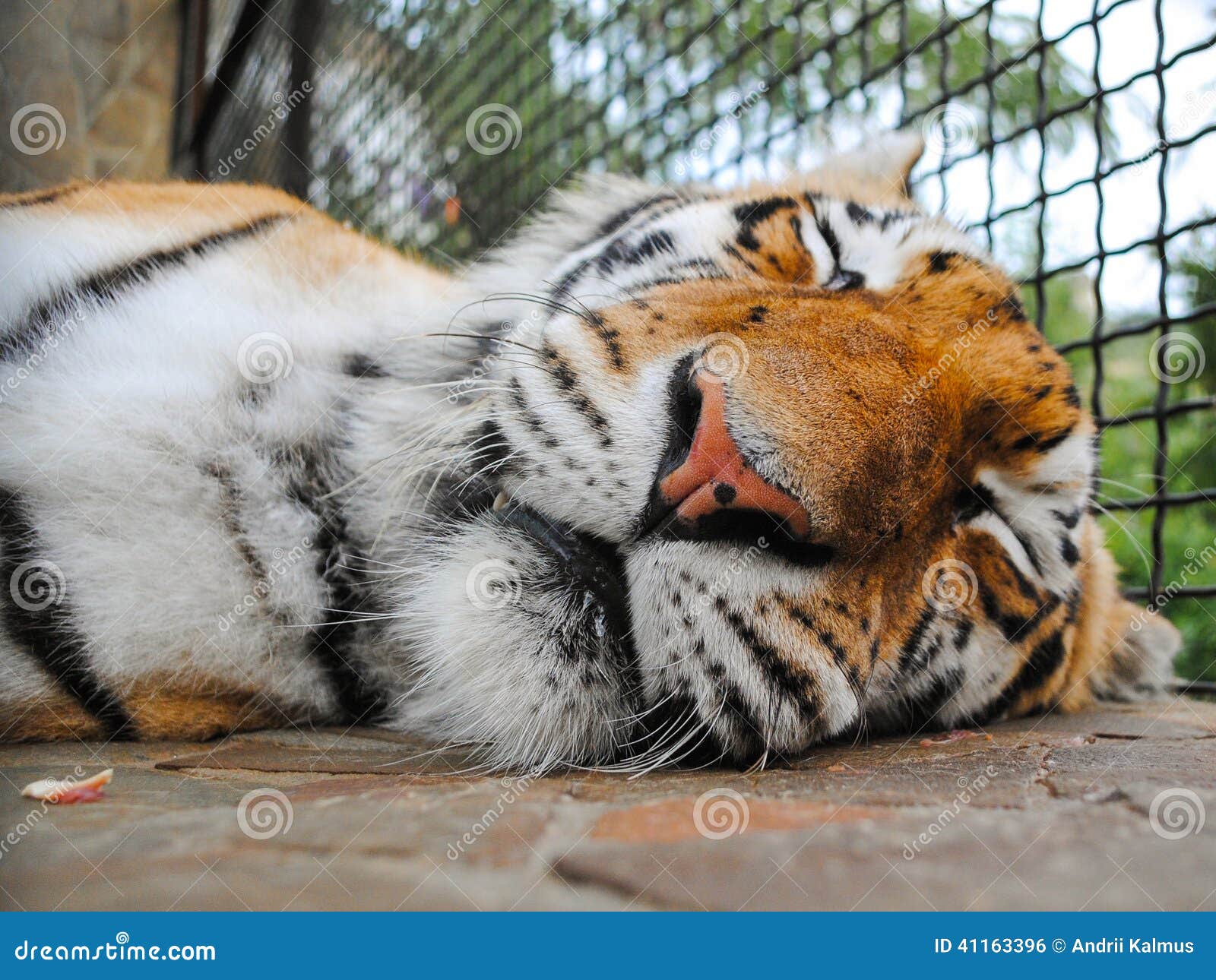 Sleeping Tiger Muzzle stock photo. Image of animal, endangered - 41163396
