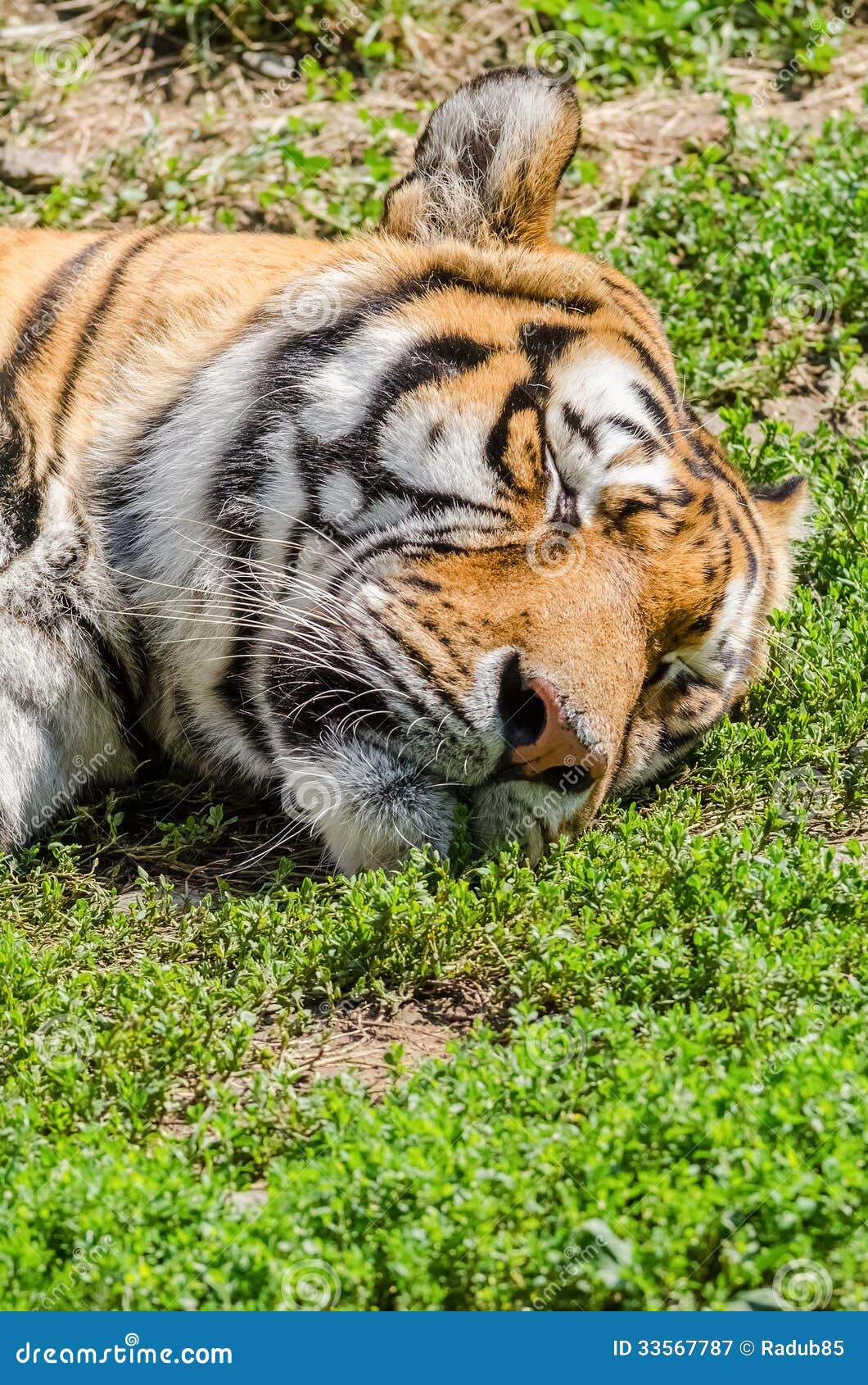 Sleeping Tiger stock image. Image of sitting, pattern - 33567787