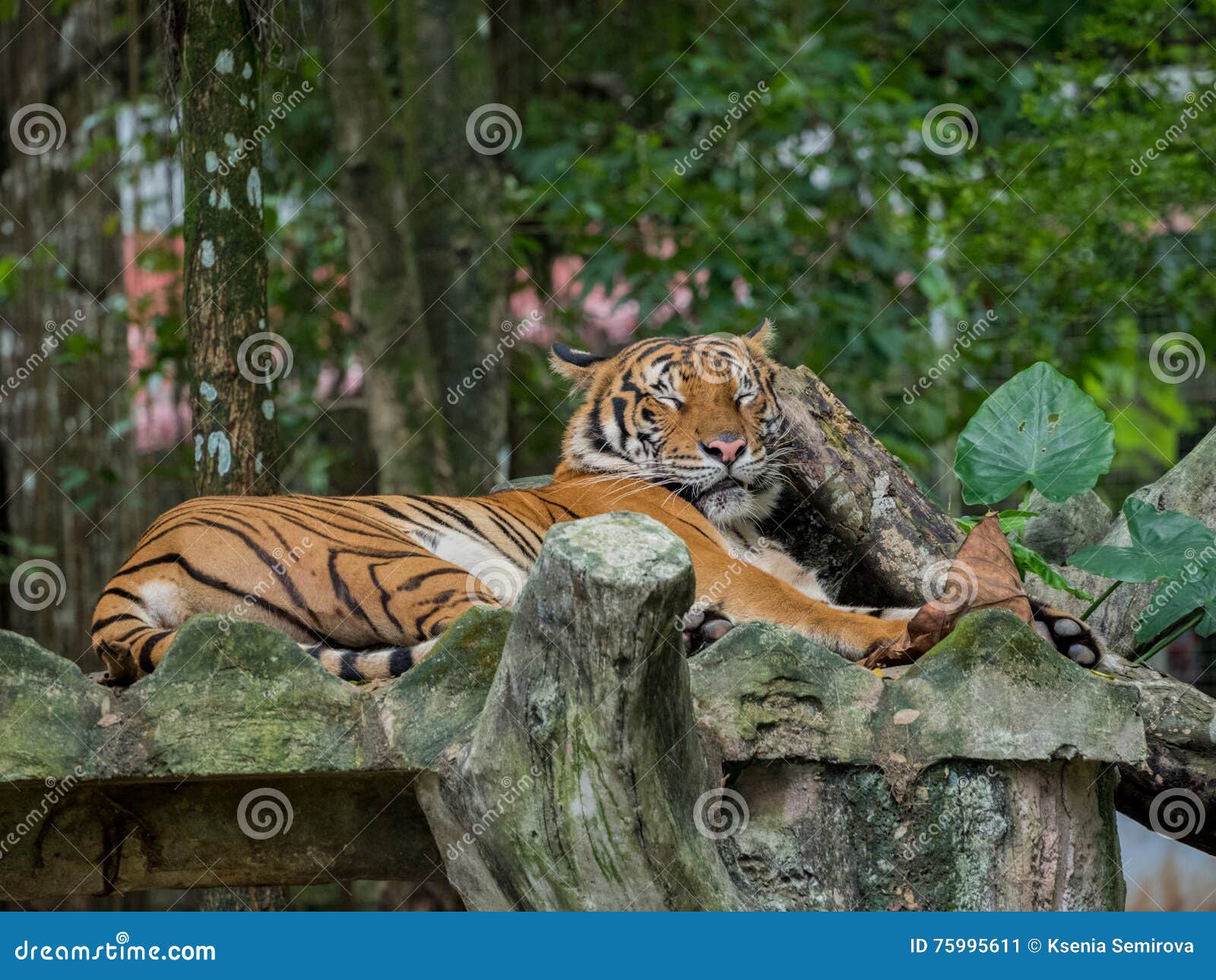 Sleeping Tiger stock image. Image of carnivore, nature - 75995611