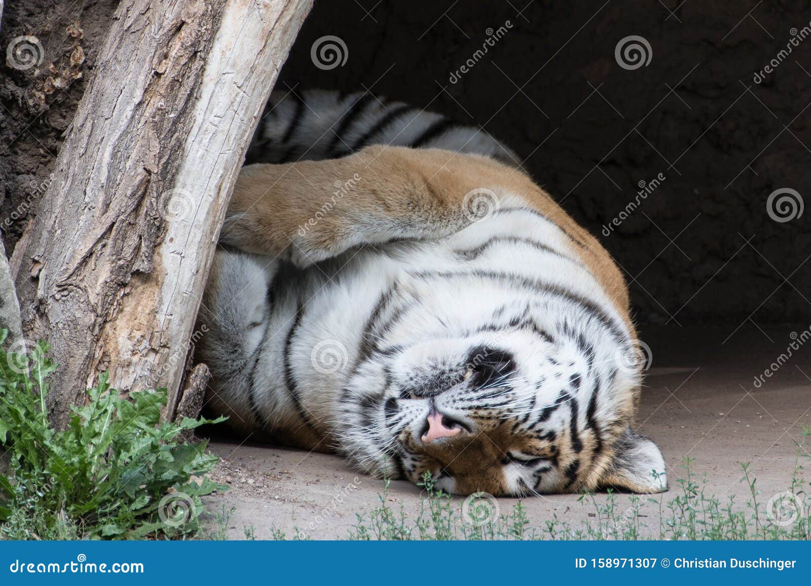 A sleeping tiger stock image. Image of cartoon, black - 158971307