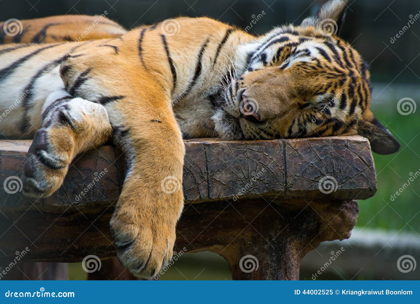 Sleeping Tiger on the Wood Table. Stock Image - Image of laying ...