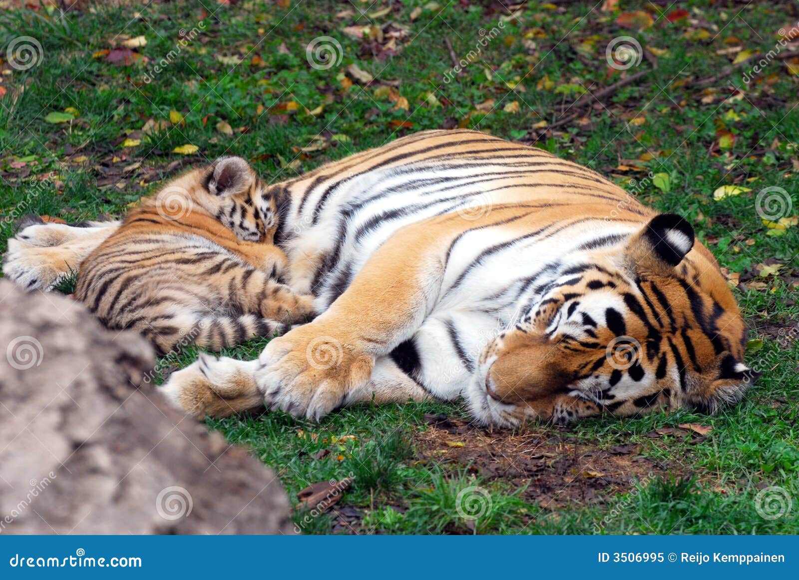 Sleeping tigers stock image. Image of mammal, feline, wildlife - 3506995