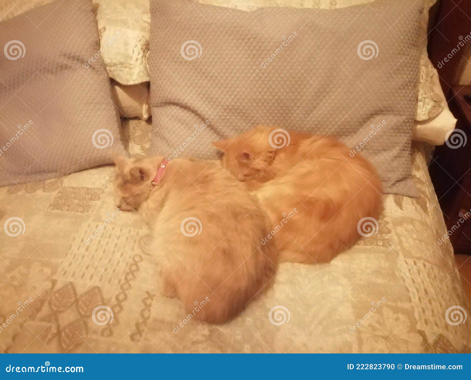 Sleeping Time Couple Cats Cute Stock Photo - Image of sleeping, cure ...