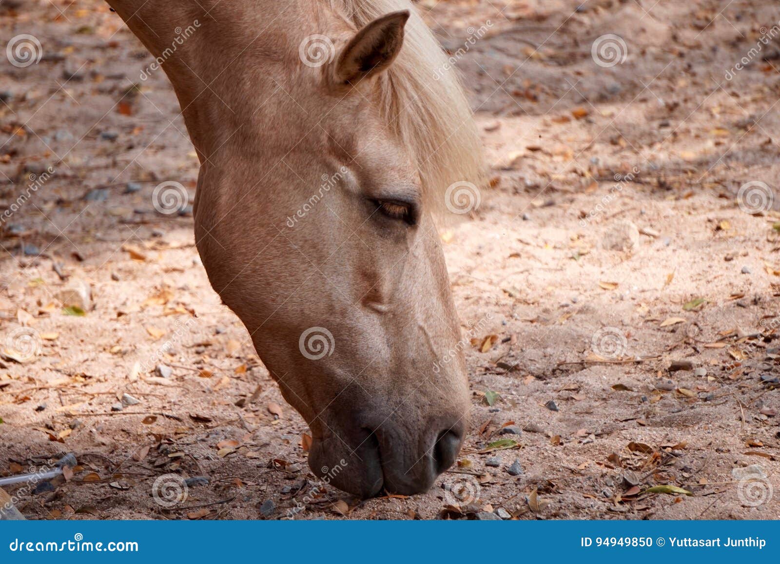 Old Tired Horse Stock Photo | CartoonDealer.com #55623294