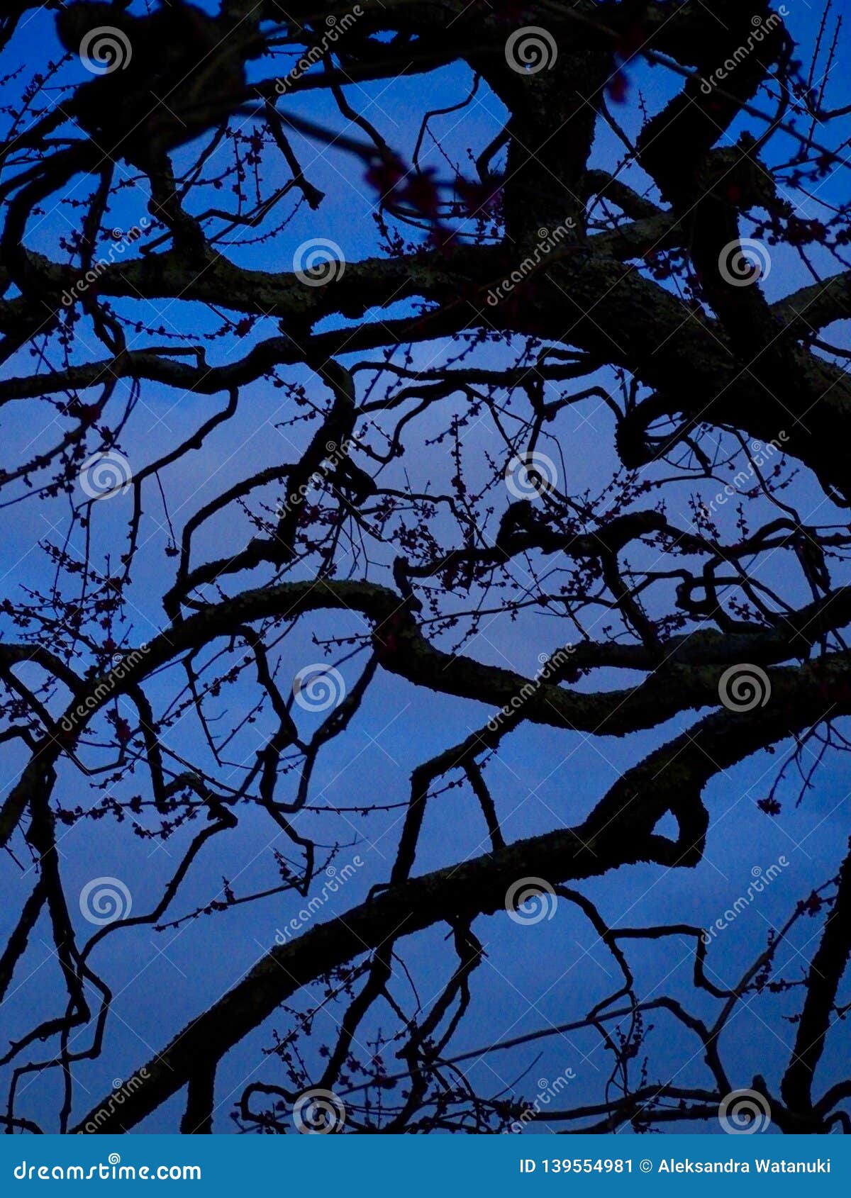 Sleeping Tree stock image. Image of nightfall, trees - 139554981