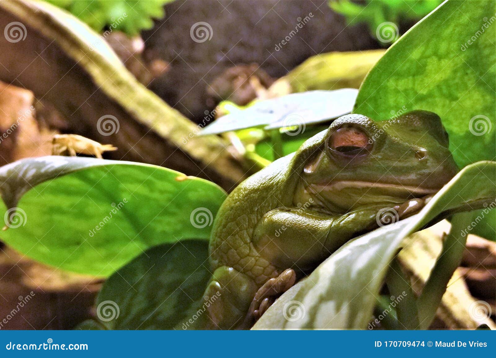 Green Tree Frog Sleeping on a Leaf Stock Photo - Image of relax, nature ...