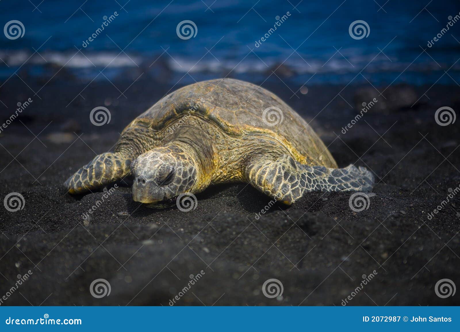 Sleeping Turtle stock image. Image of sleeping, shell - 2072987