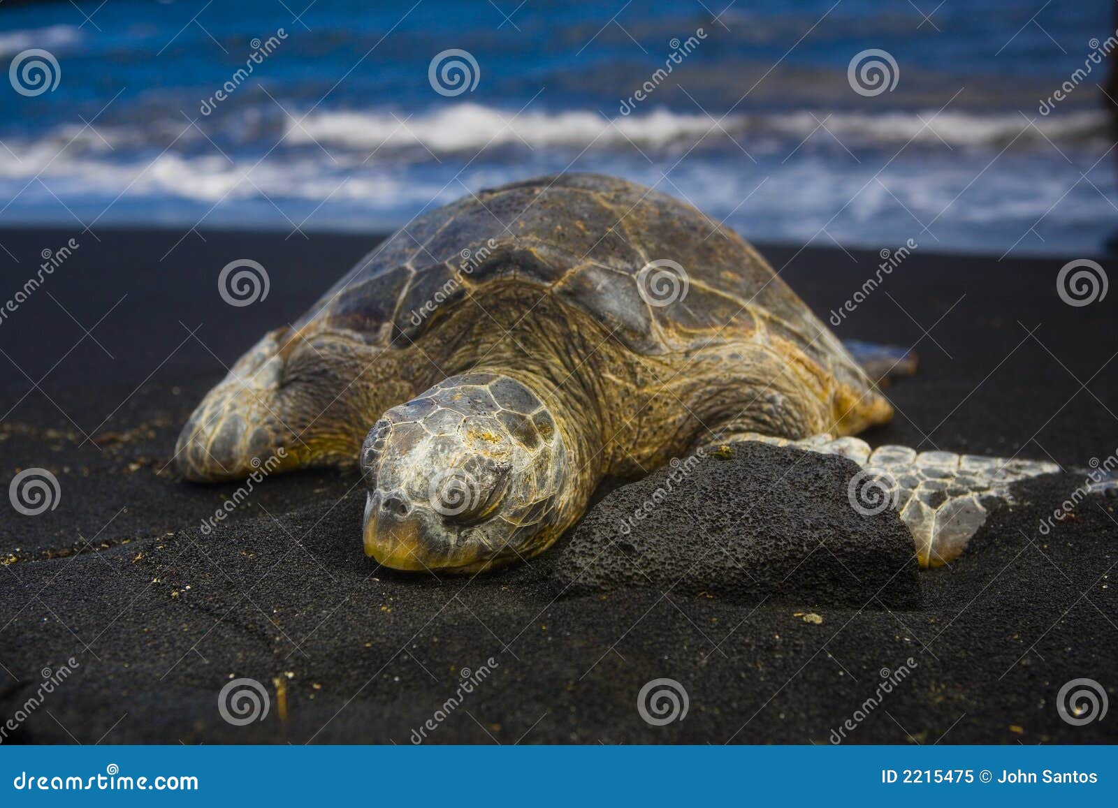 Sleeping Turtle stock image. Image of hawaii, marinelife - 2215475
