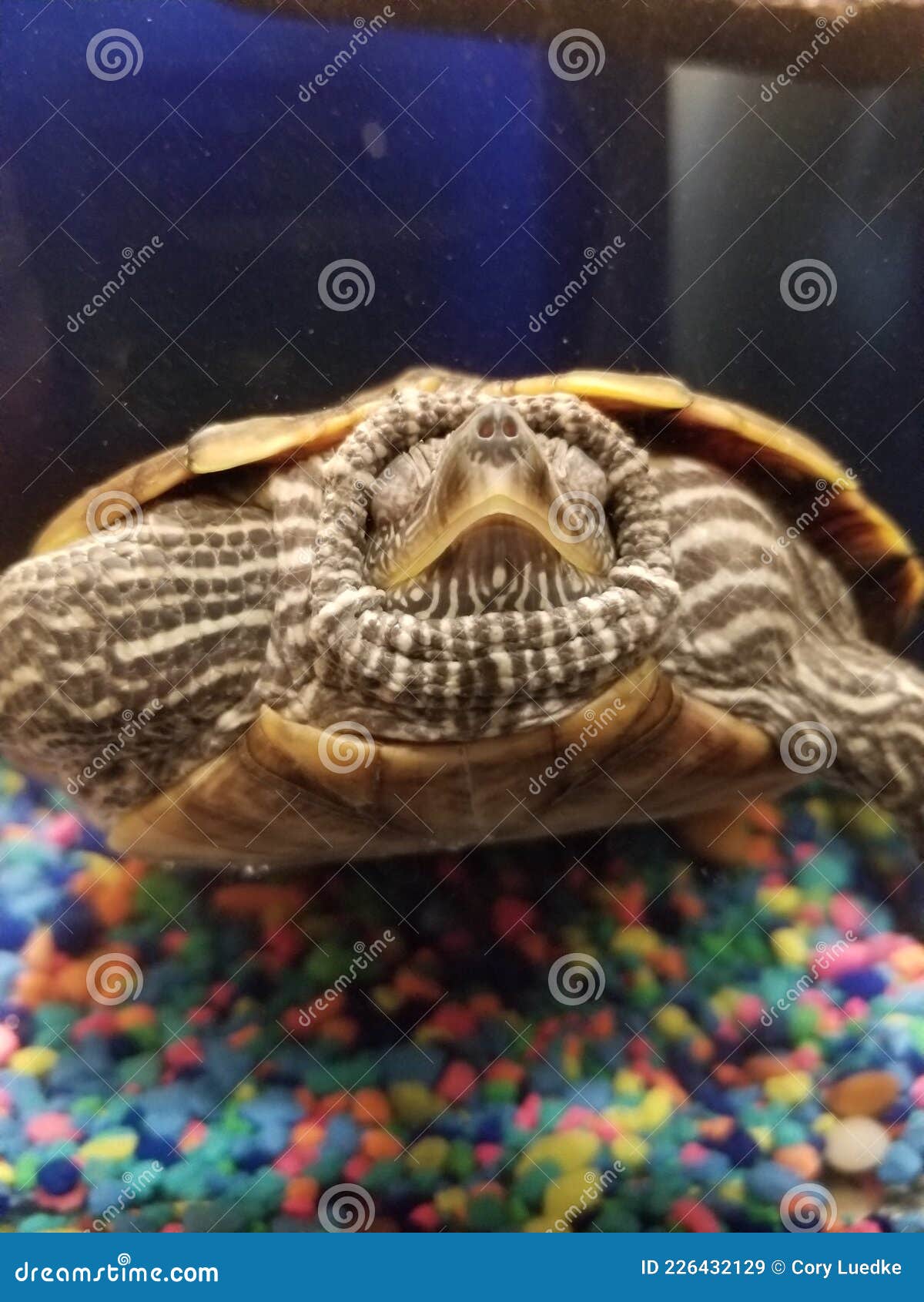 A sleeping turtle stock image. Image of water, turtle - 226432129
