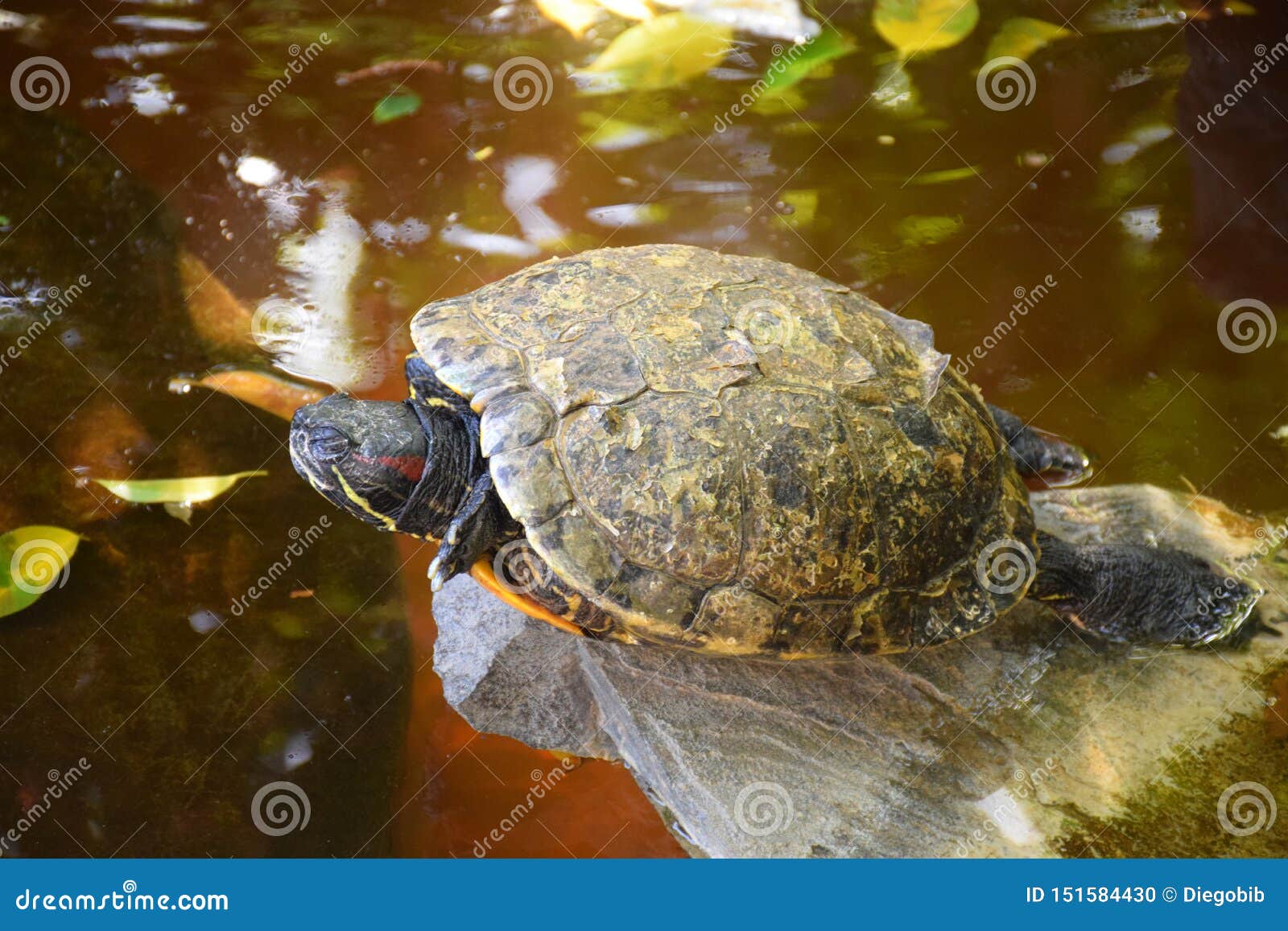 Sleeping turtle in water stock photo. Image of slow - 151584430