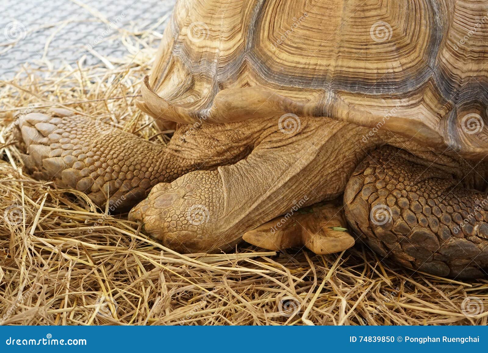 Sleeping turtle stock photo. Image of tortoise, slow - 74839850