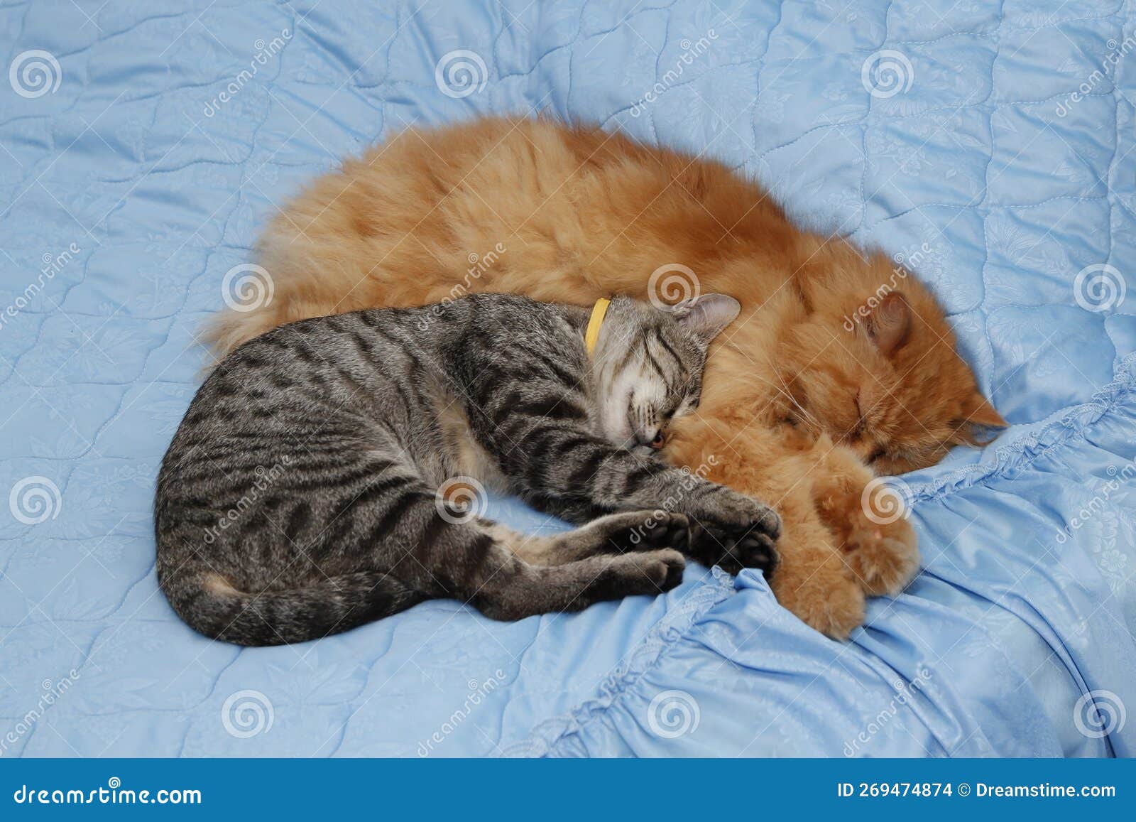 Sleeping two cats stock photo. Image of sleep, wildcat - 269474874