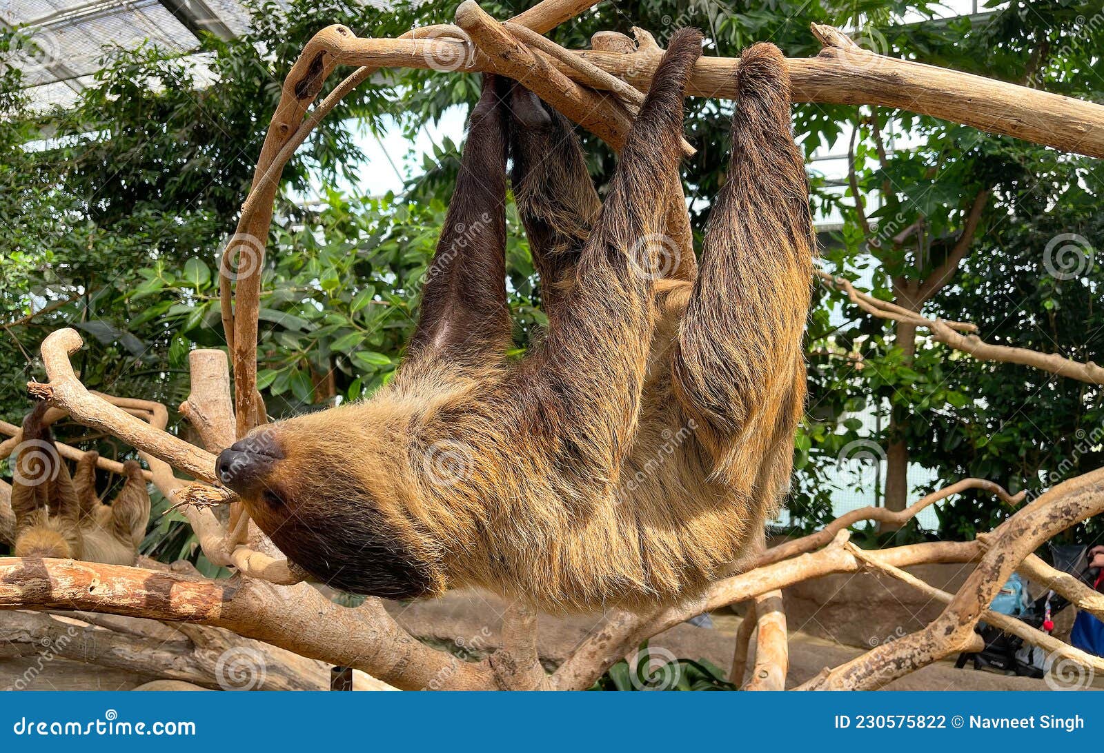 Hanging Sleeping Sloth