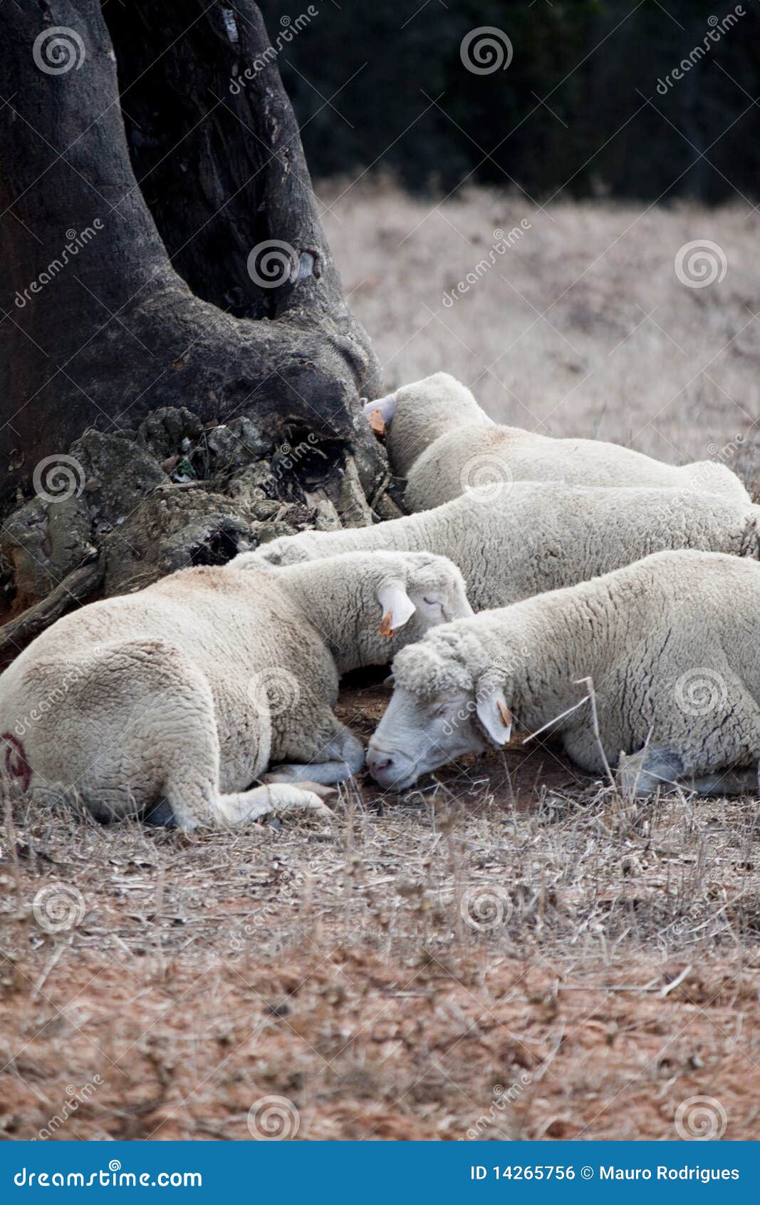 Sleeping under a tree stock photo. Image of peaceful - 14265756