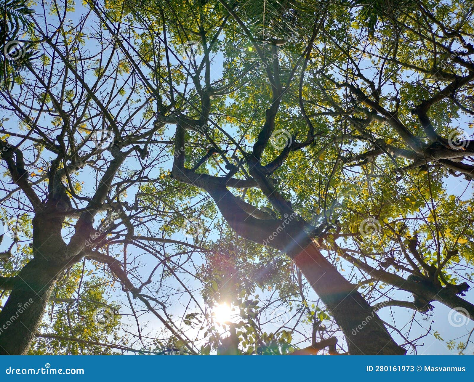 Sleeping under tree stock image. Image of panorama, landscape - 280161973
