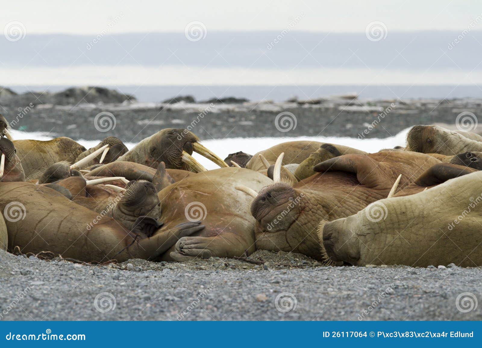 Sleeping Walruses stock photo. Image of sleeping, extreme - 26117064
