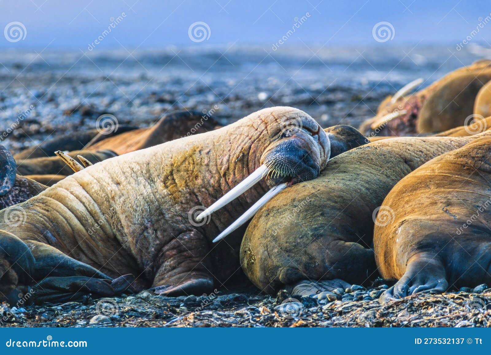 Sleeping Walruses on a Beach in the Arctic Stock Image - Image of tusk ...