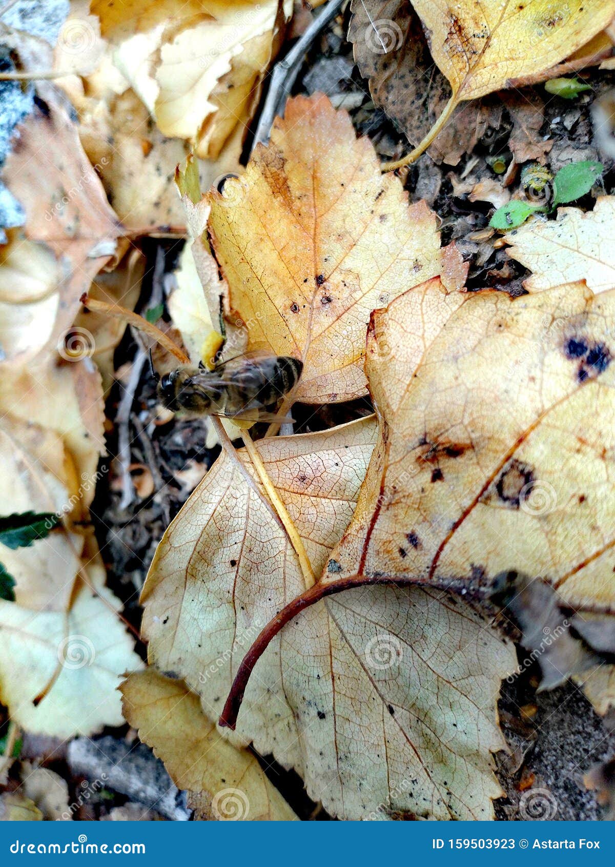 Sleeping Wasp on Autumn Leaves Stock Image - Image of earth, autumn ...