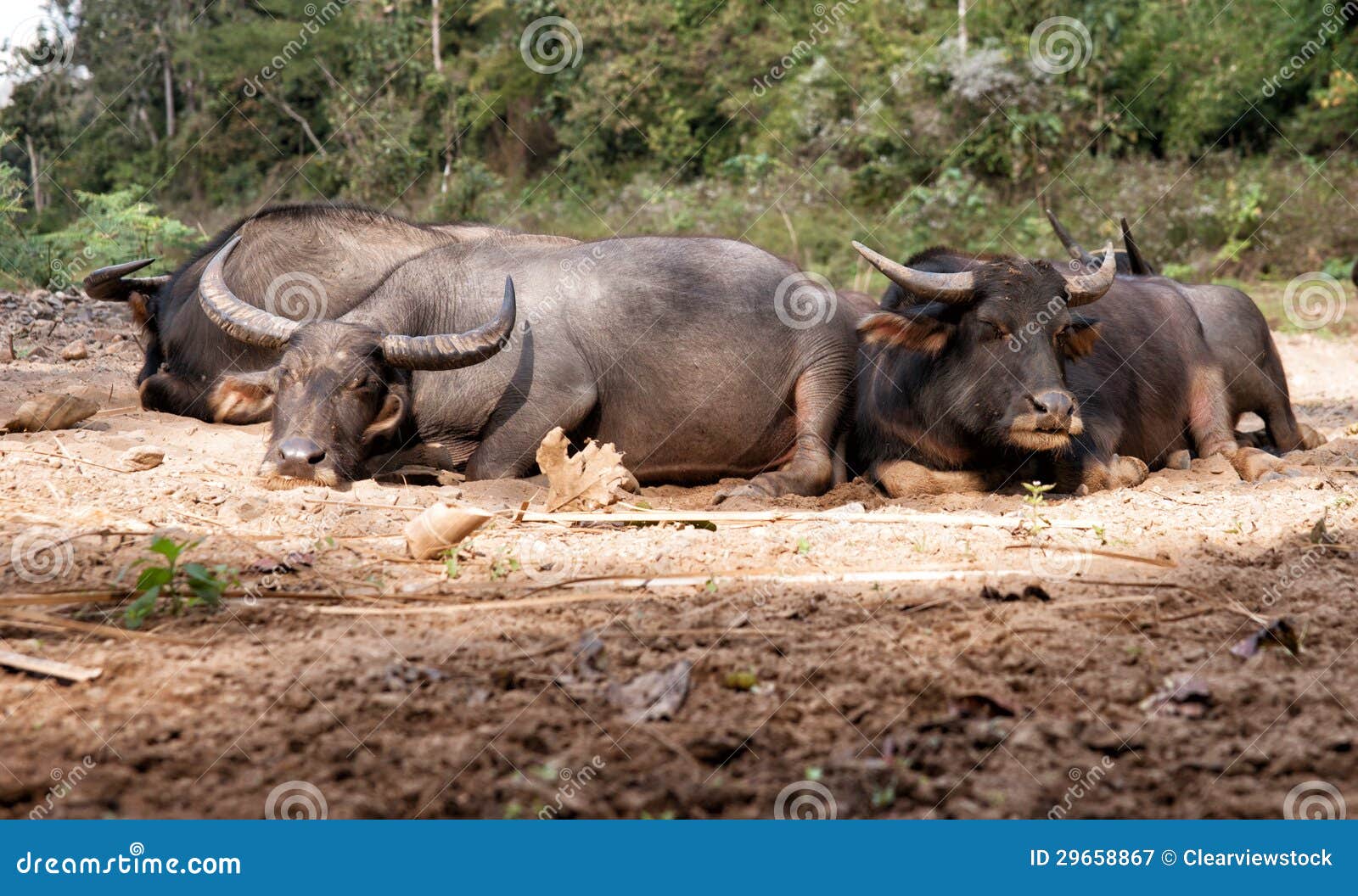 Sleeping water buffalo stock image. Image of nature, sleeping - 29658867