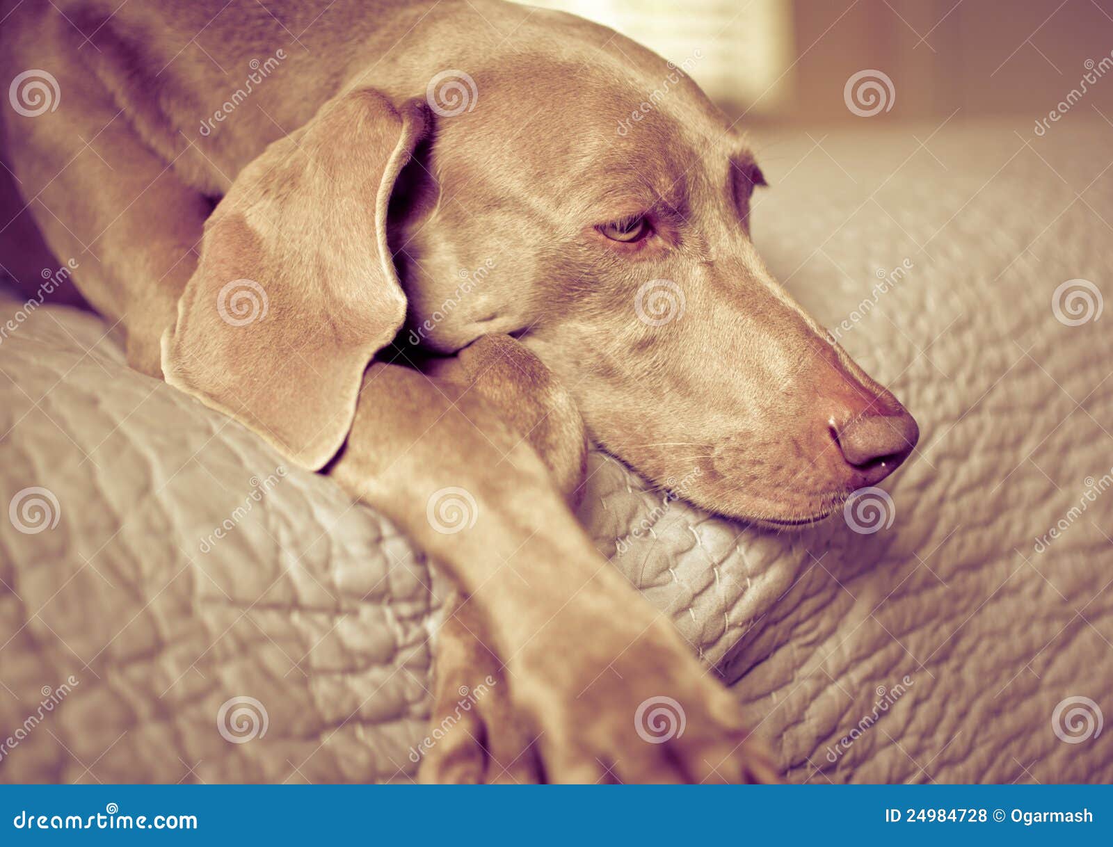 Sleeping Weimaraner stock photo. Image of quilt, sleepy - 24984728