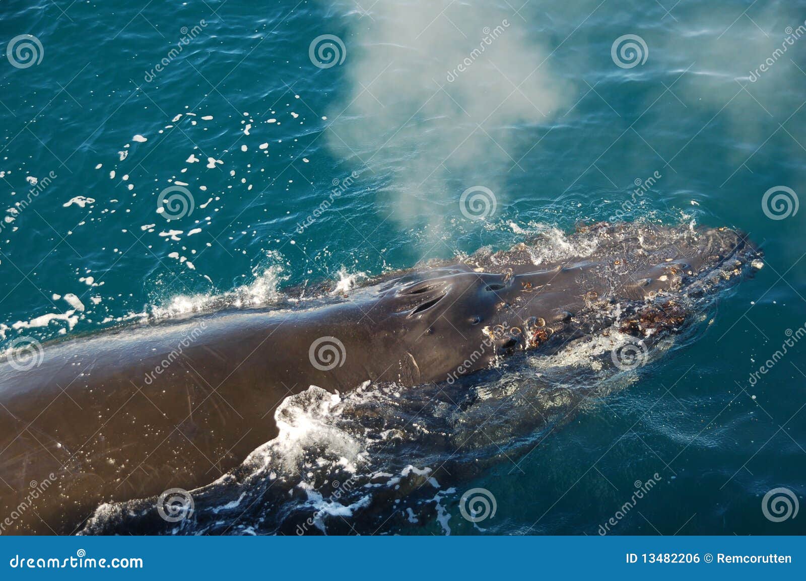 Sleeping whale stock photo. Image of humpback, mammal - 13482206