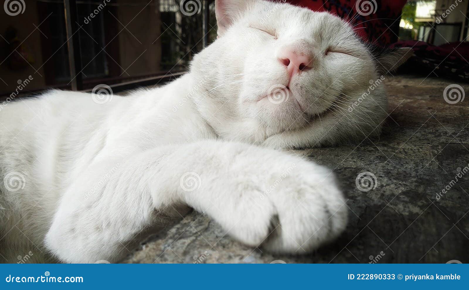 Sleeping White Cat with Chubby Cheeks Stock Image - Image of nose ...