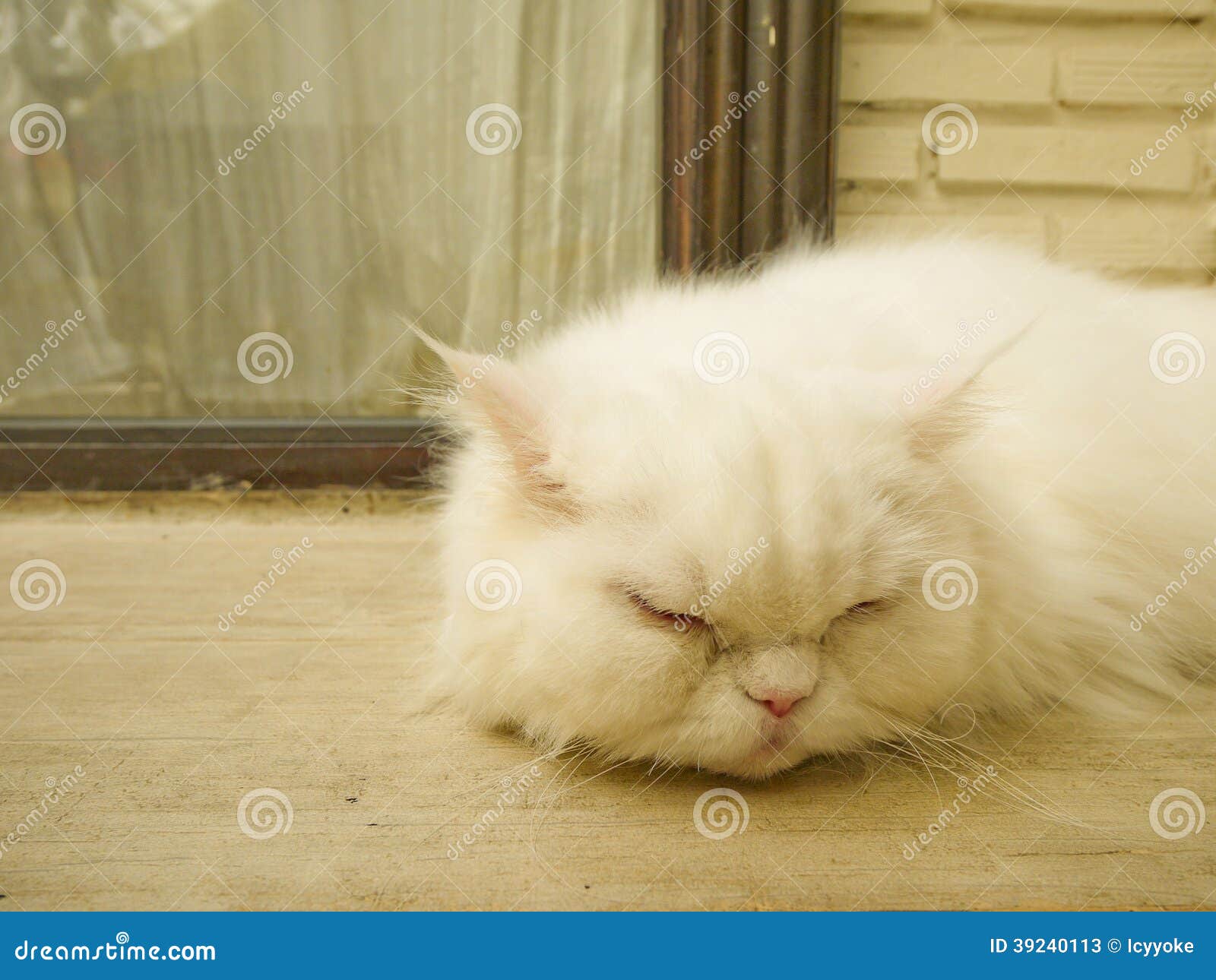 Sleeping white cat stock image. Image of pure, lovely - 39240113