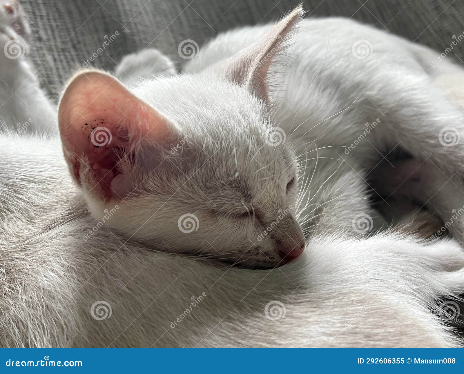 Sleeping White Cat. Cat Sleep on a Gray Background Stock Image - Image ...