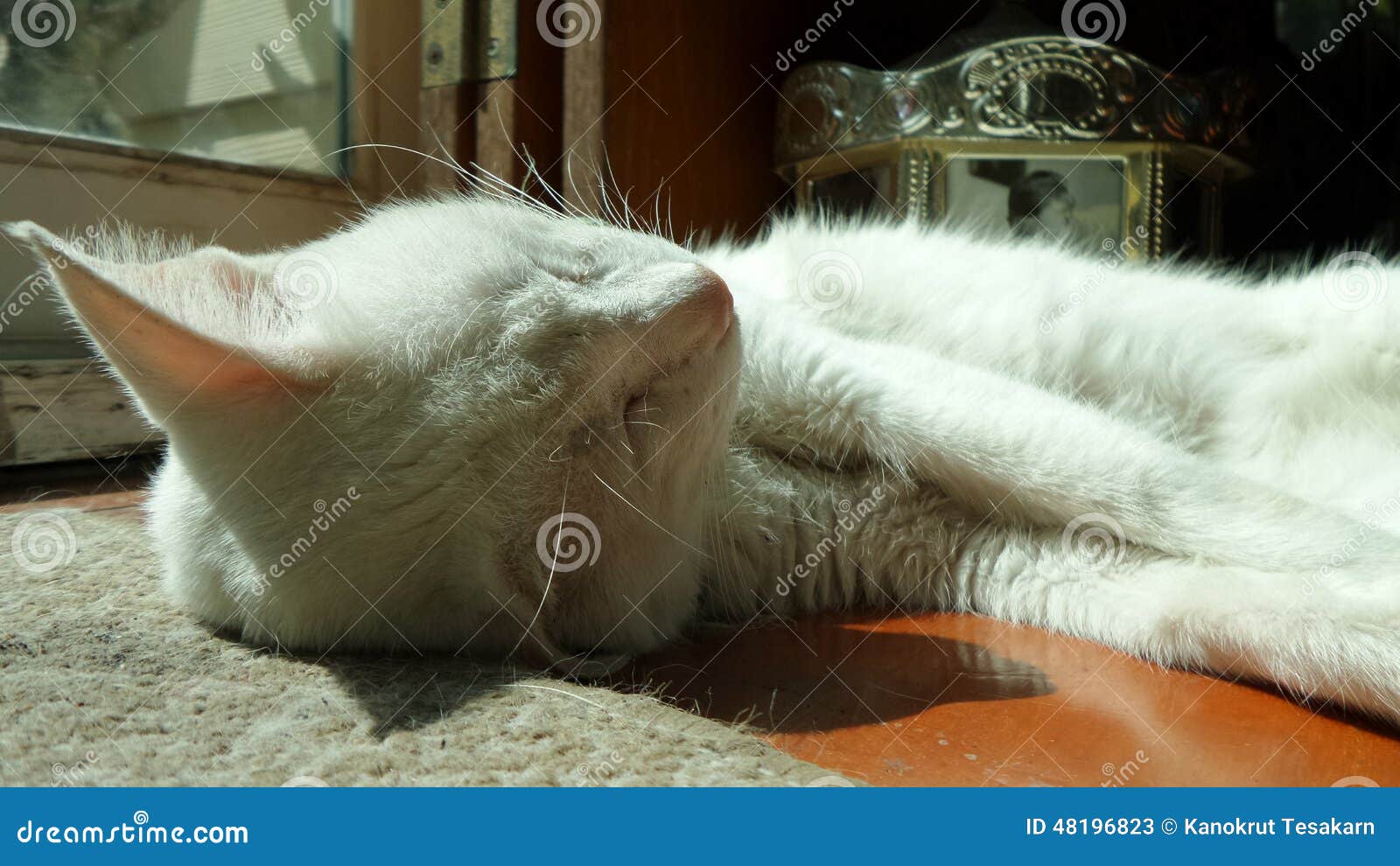 Sleeping white cat stock image. Image of sleeping, friend - 48196823