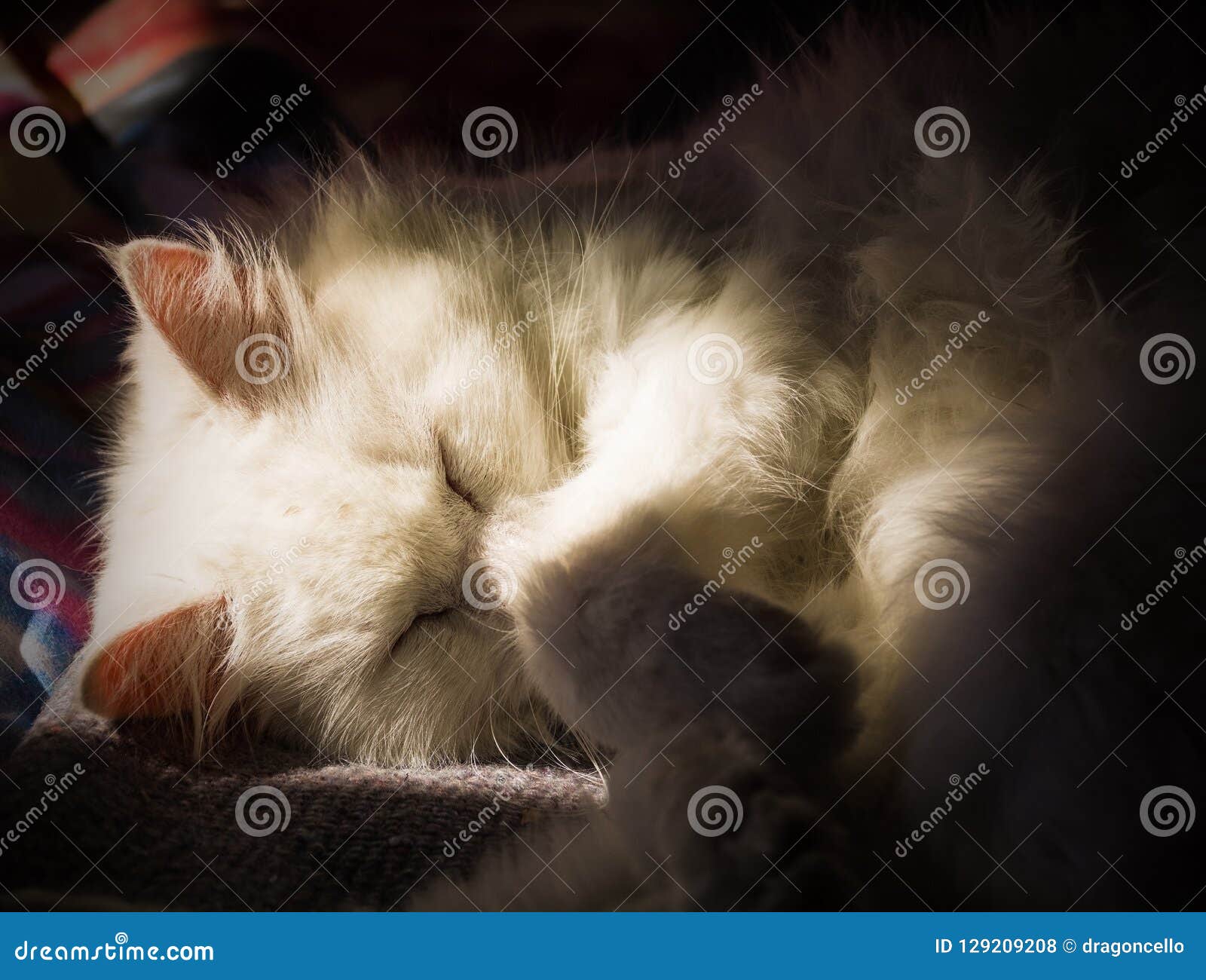 Sleeping White Cat stock photo. Image of blanket, female - 129209208