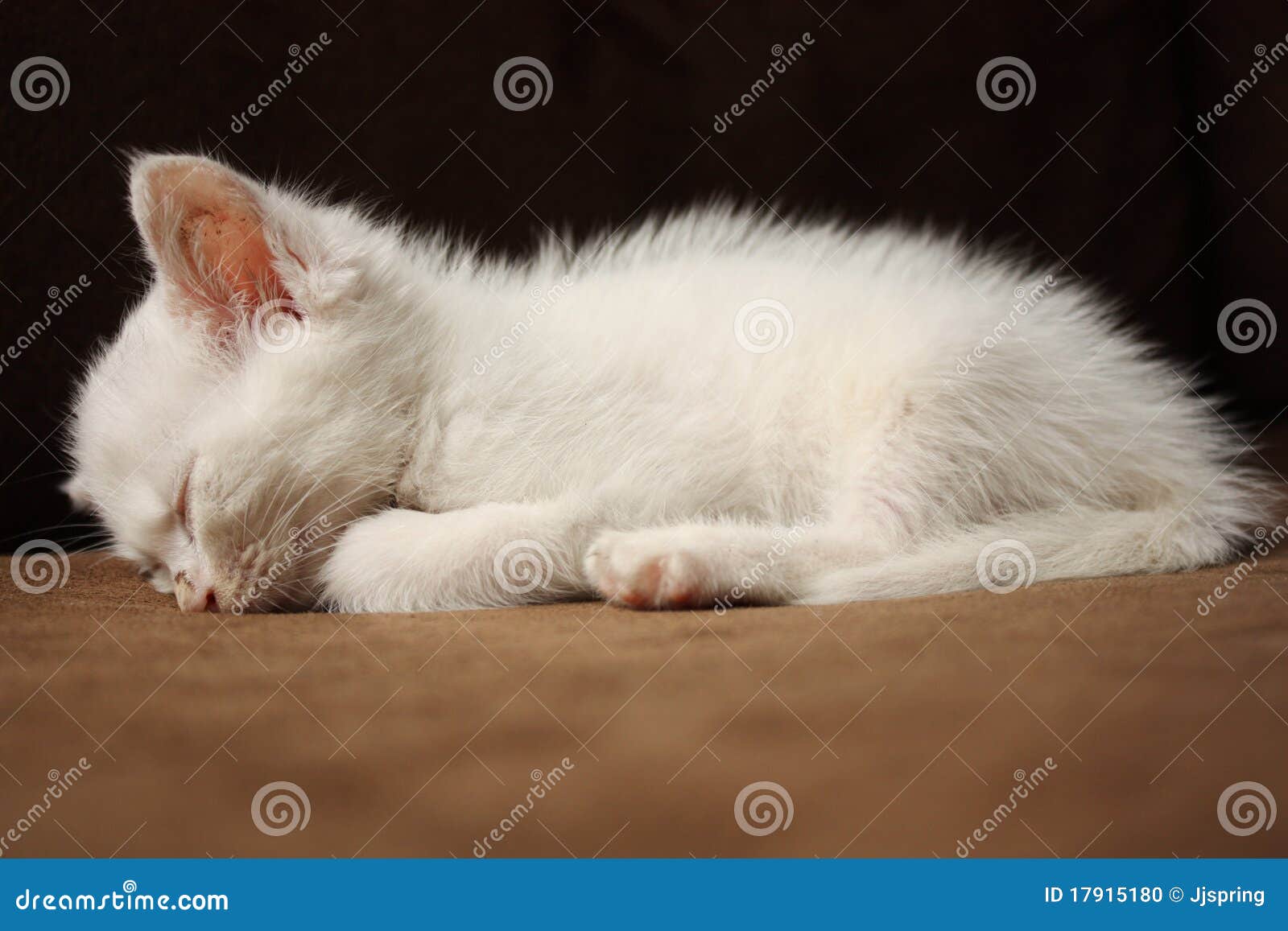 Cute Sleeping White Kittens