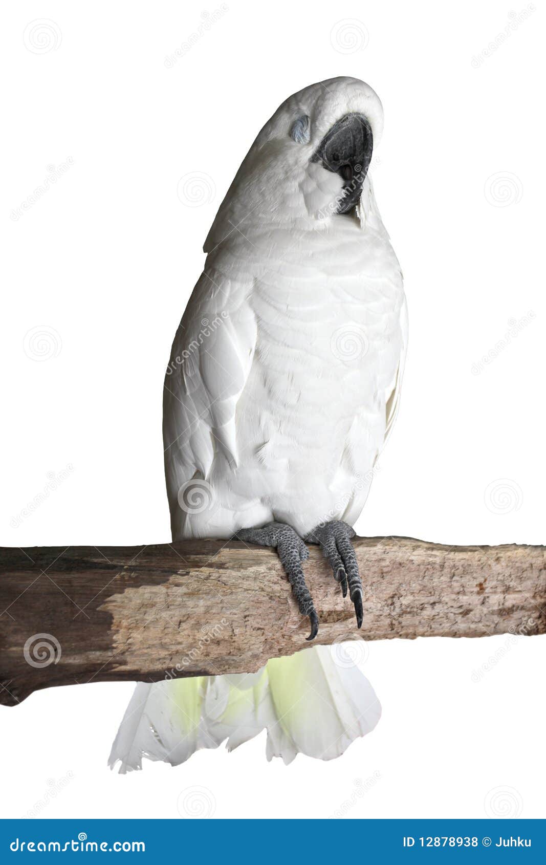 Sleeping white parrot stock photo. Image of exotic, branch - 12878938