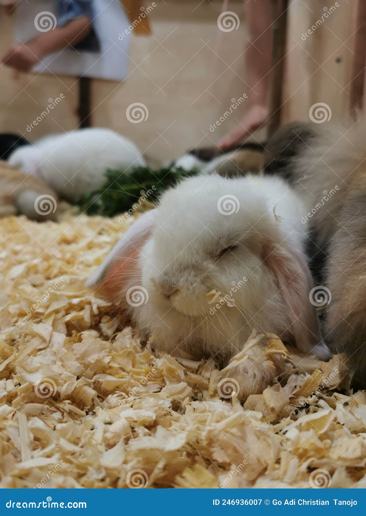 Sleeping White Rabbit in Cage Stock Image - Image of wildlife, puppy ...