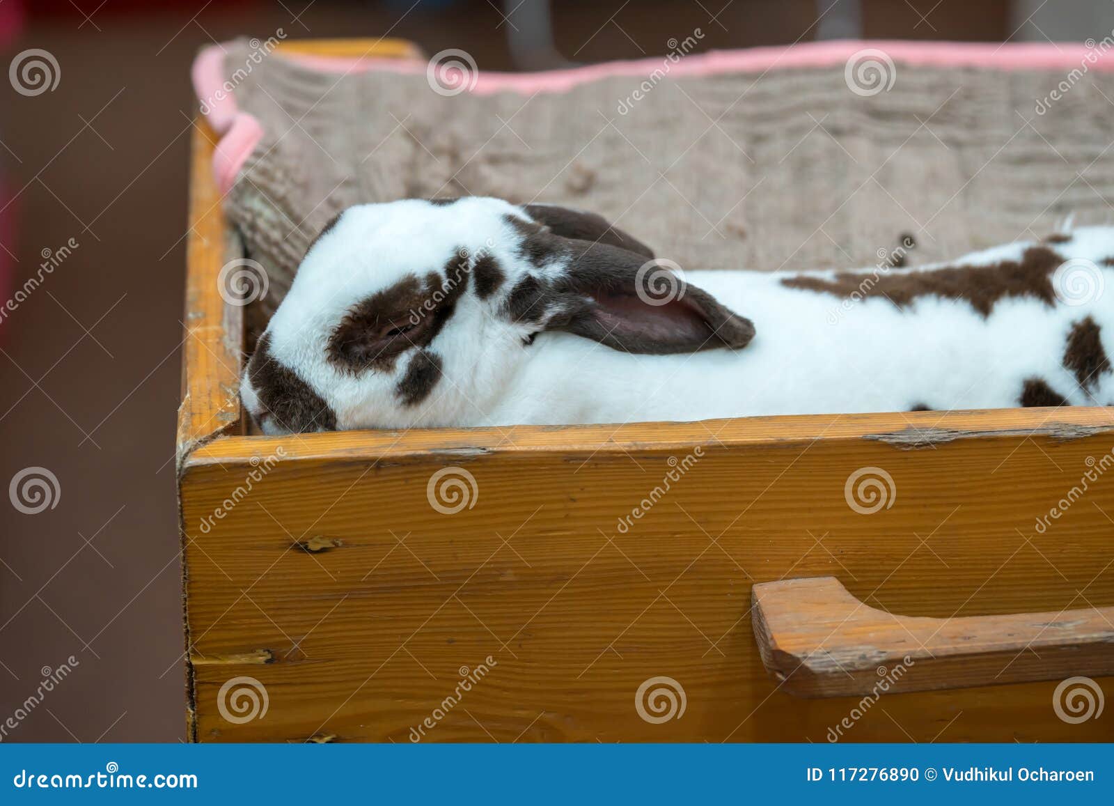 Sleeping White Rabbit with Scattered Brown Pattern in Box. Stock Photo ...