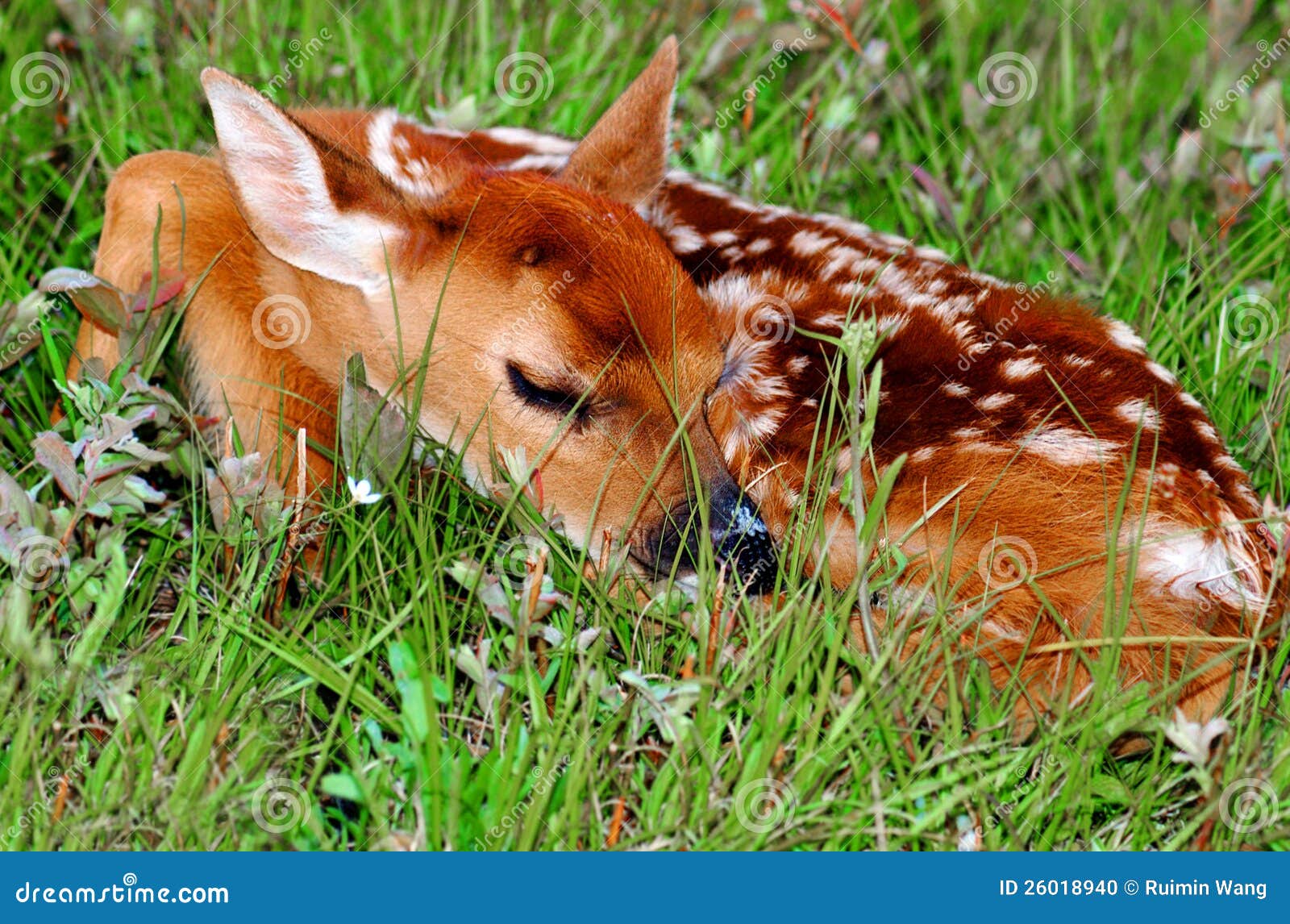Sleeping Whitetail Fawn stock photo. Image of rest, grass - 26018940