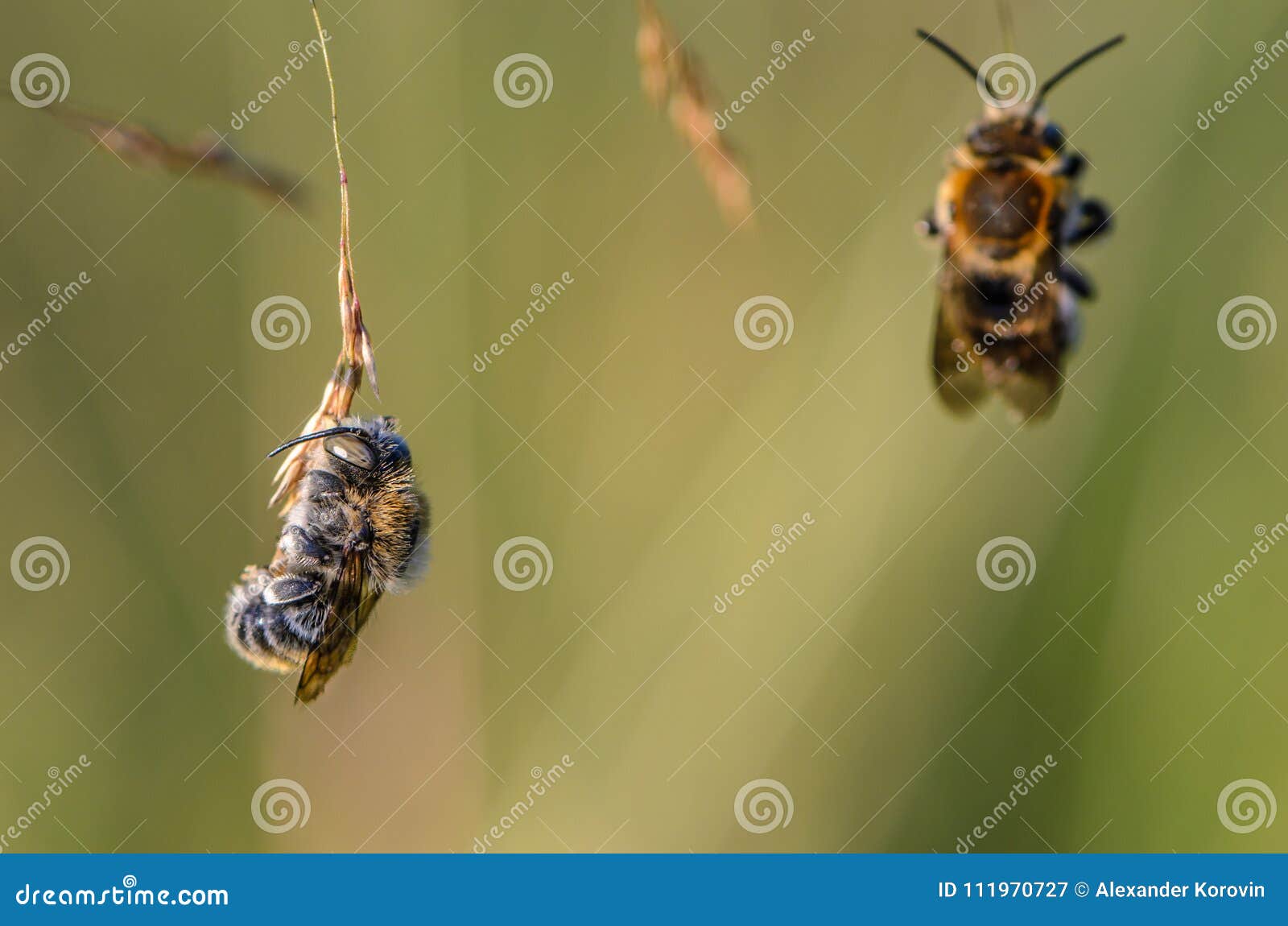 Sleeping wild bees stock image. Image of feelers, apidae - 111970727