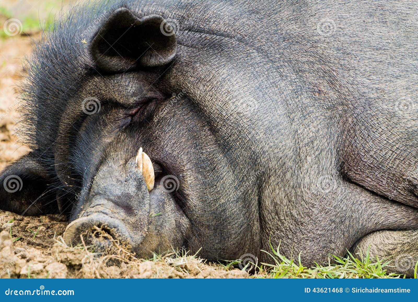 A sleeping wild boar. stock photo. Image of grass, boar - 43621468