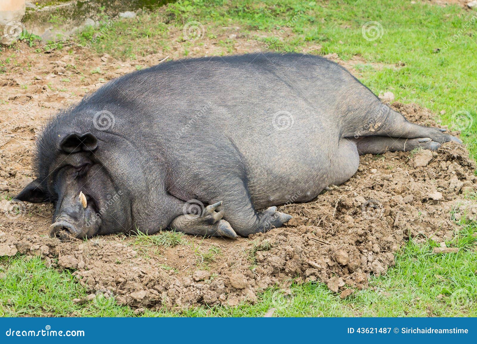 A sleeping wild boar. stock image. Image of outdoors - 43621487