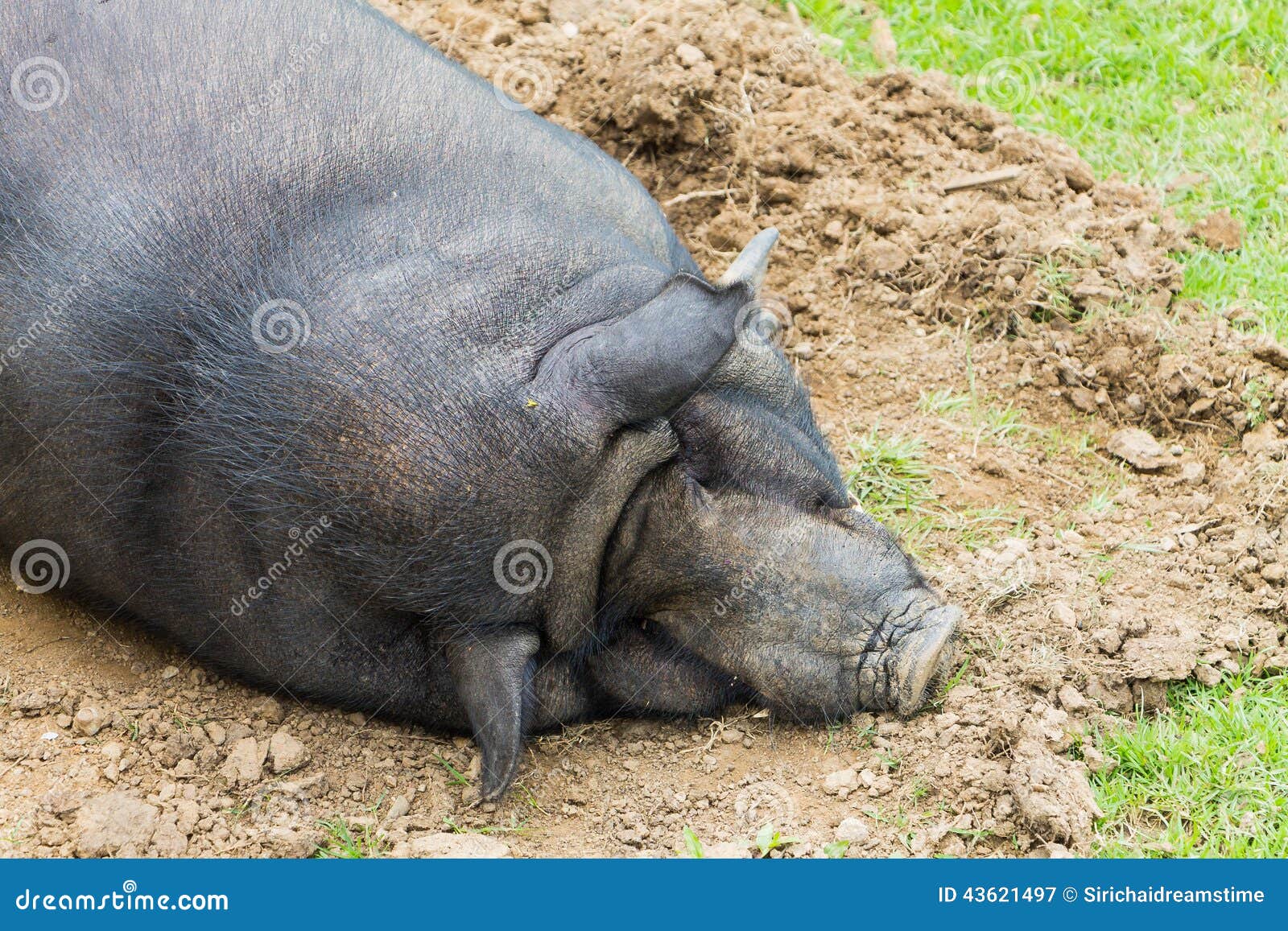 A sleeping wild boar. stock image. Image of mammal, hair - 43621497