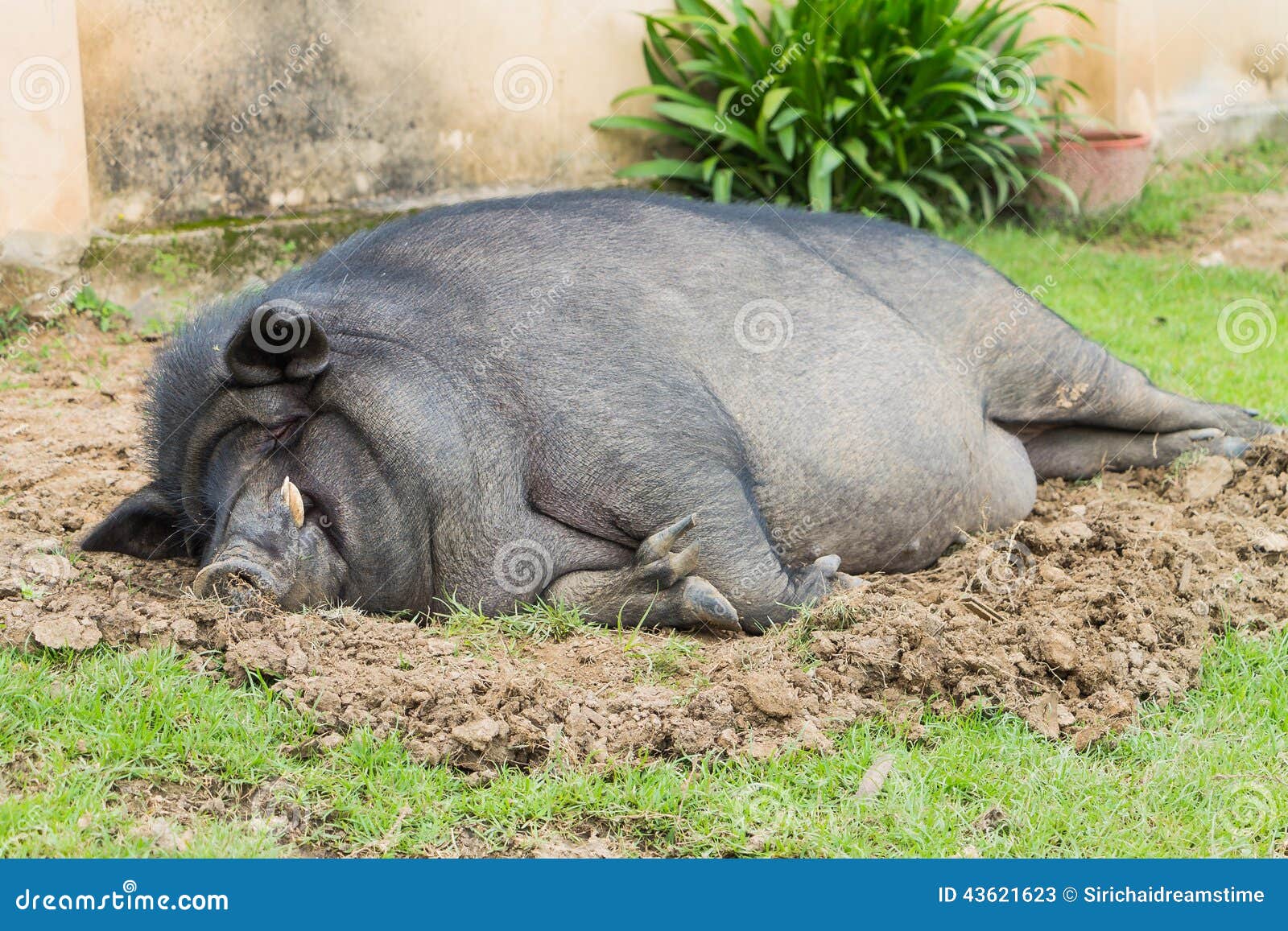 A sleeping wild boar. stock image. Image of hair, boar - 43621623