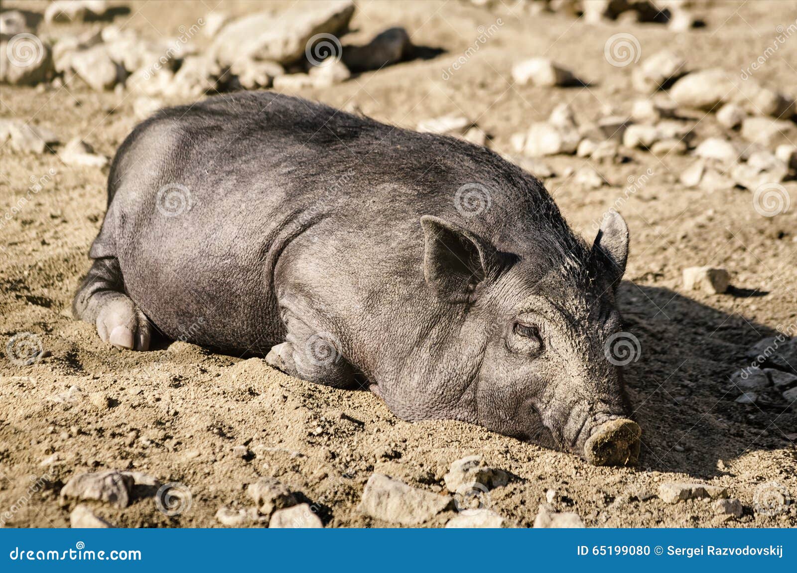 Sleeping Wild Boar stock photo. Image of wild, trunk - 65199080