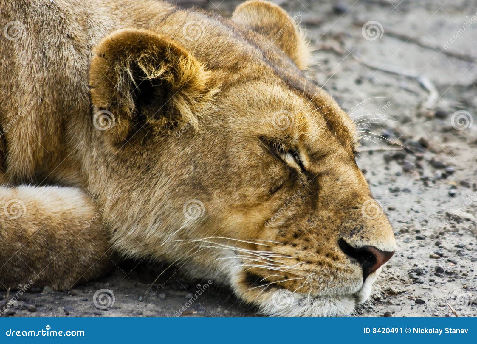 Sleeping Wild Lioness stock image. Image of tanzania, nature - 8420491