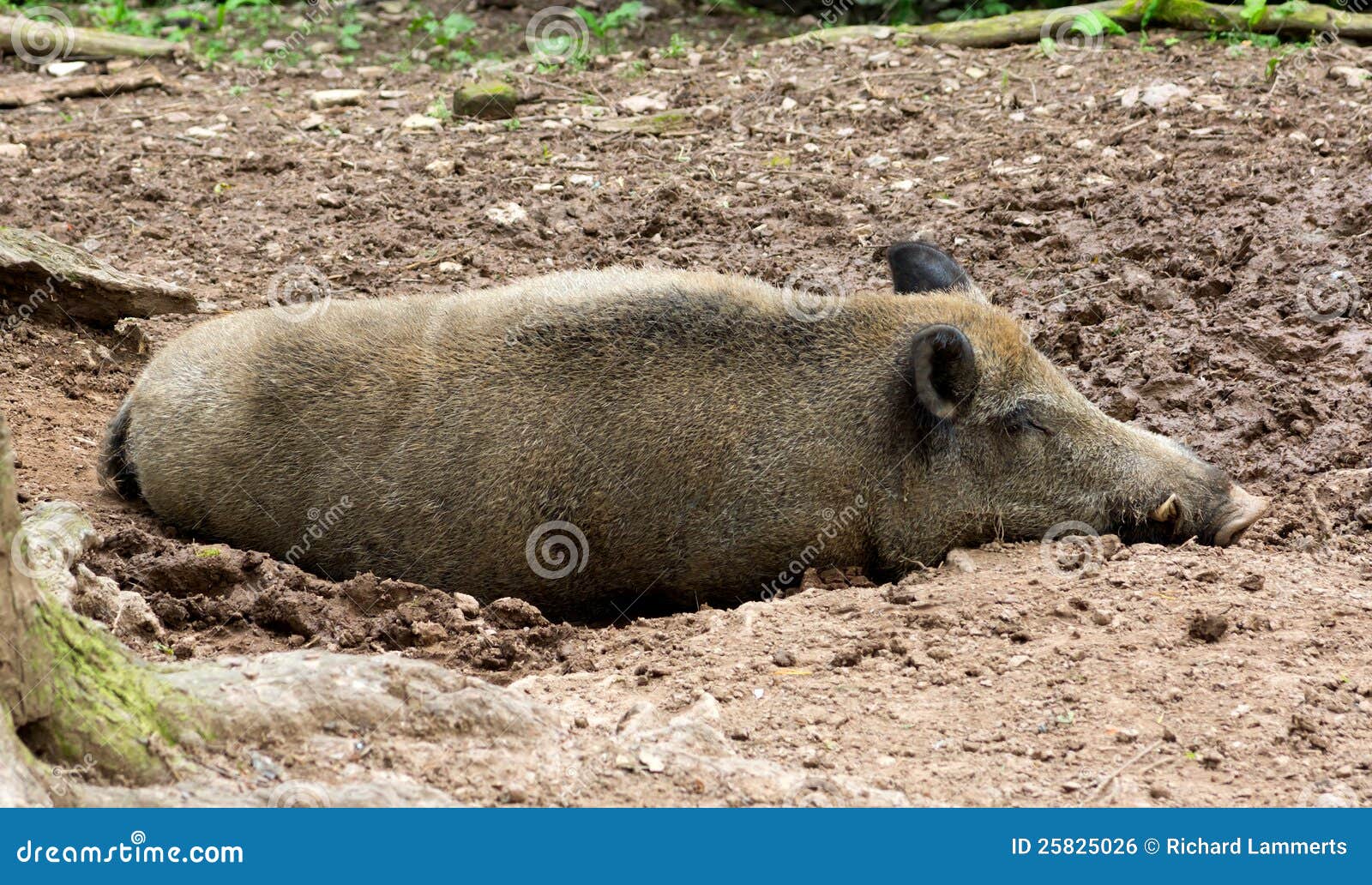Sleeping wild pig stock photo. Image of omnivores, boar - 25825026