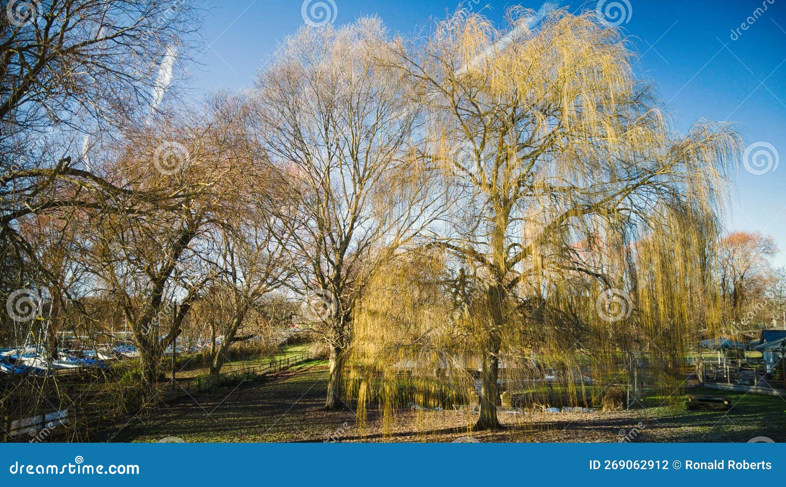 Sleeping Willow Bare of Leaves Stock Photo - Image of trunk, hanging ...