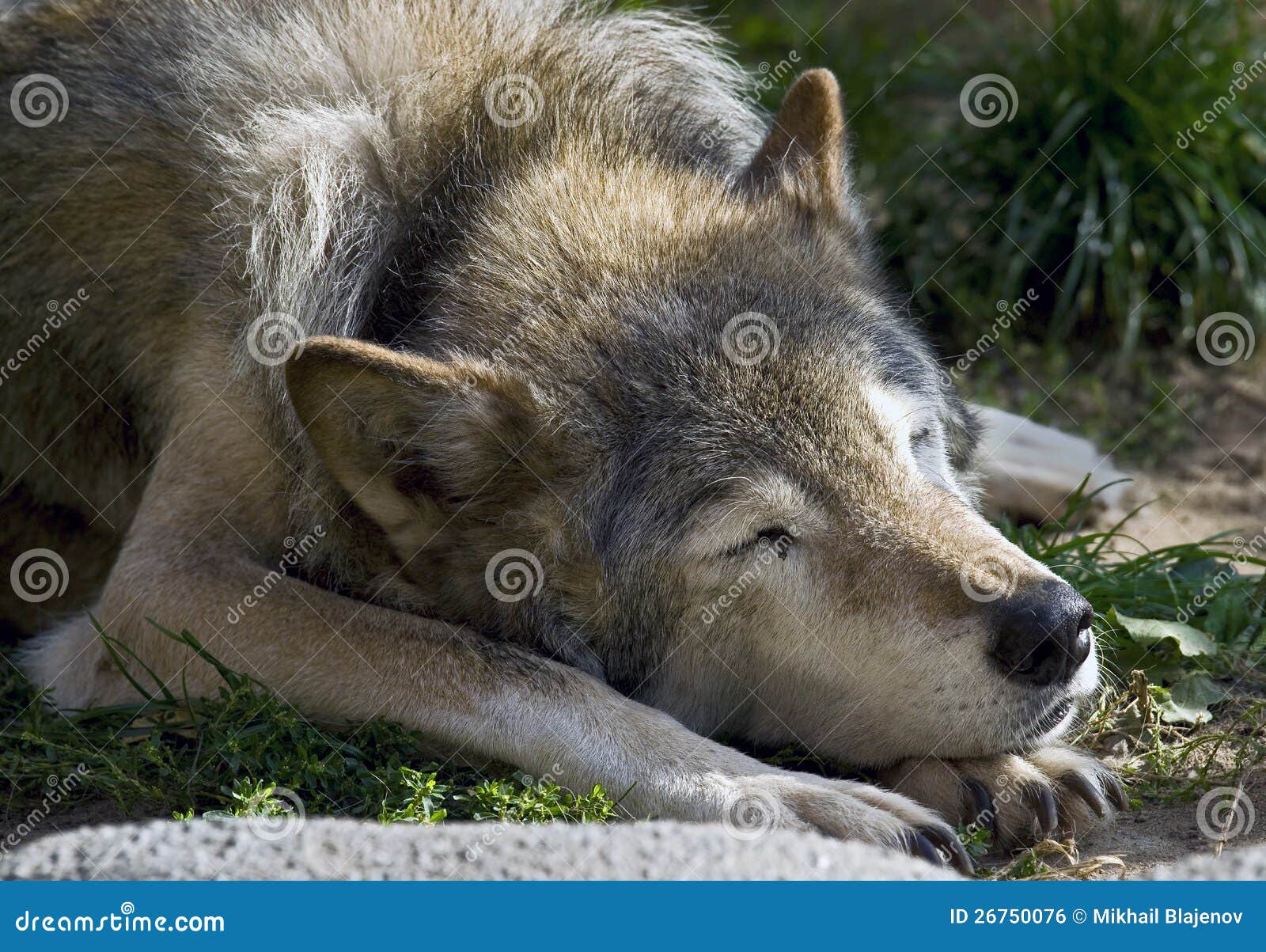 Sleeping wolf 1 stock photo. Image of wolf, species, creature - 26750076