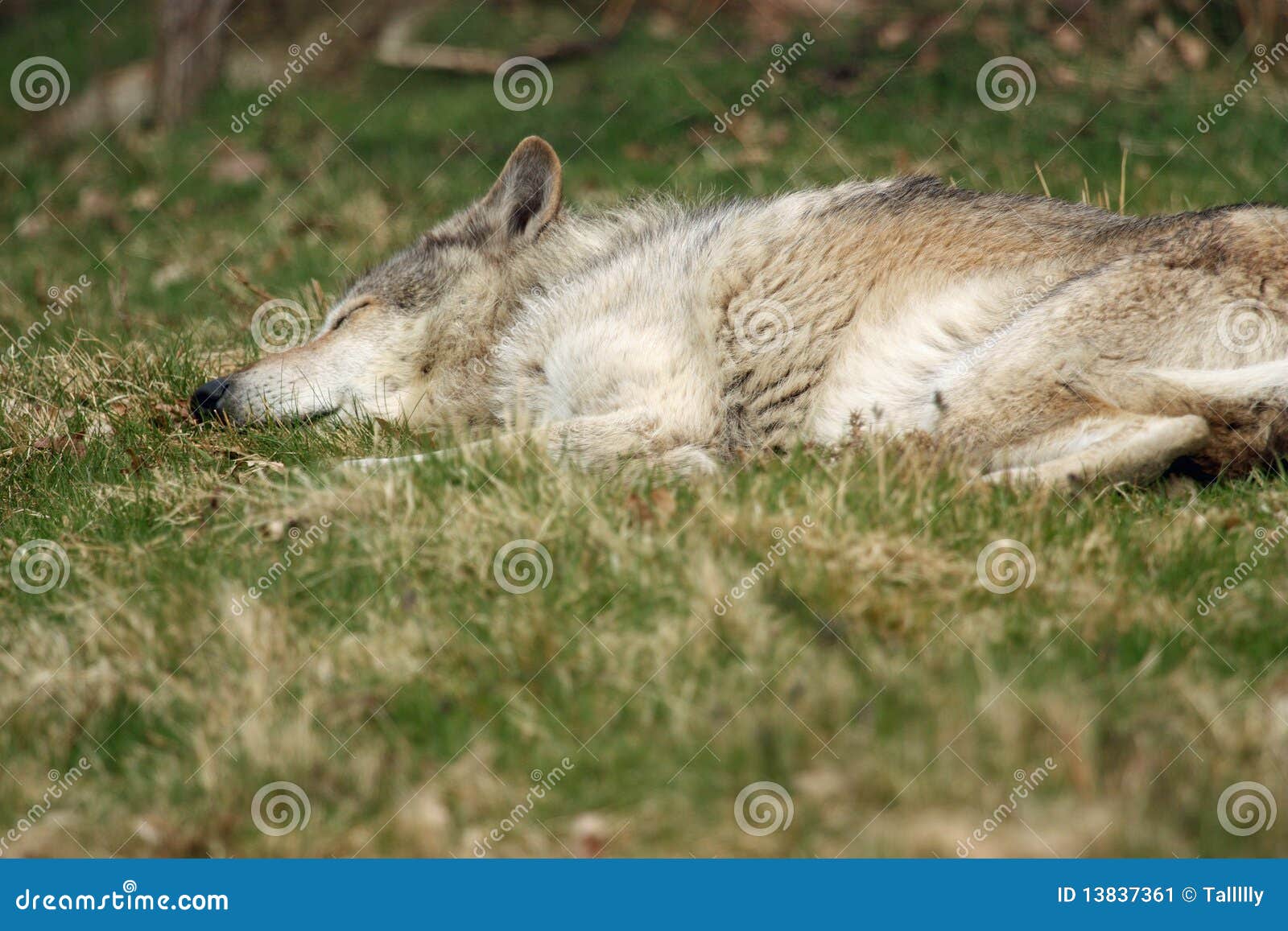 SLEEPING WOLF stock image. Image of nature, rest, wildlife - 13837361