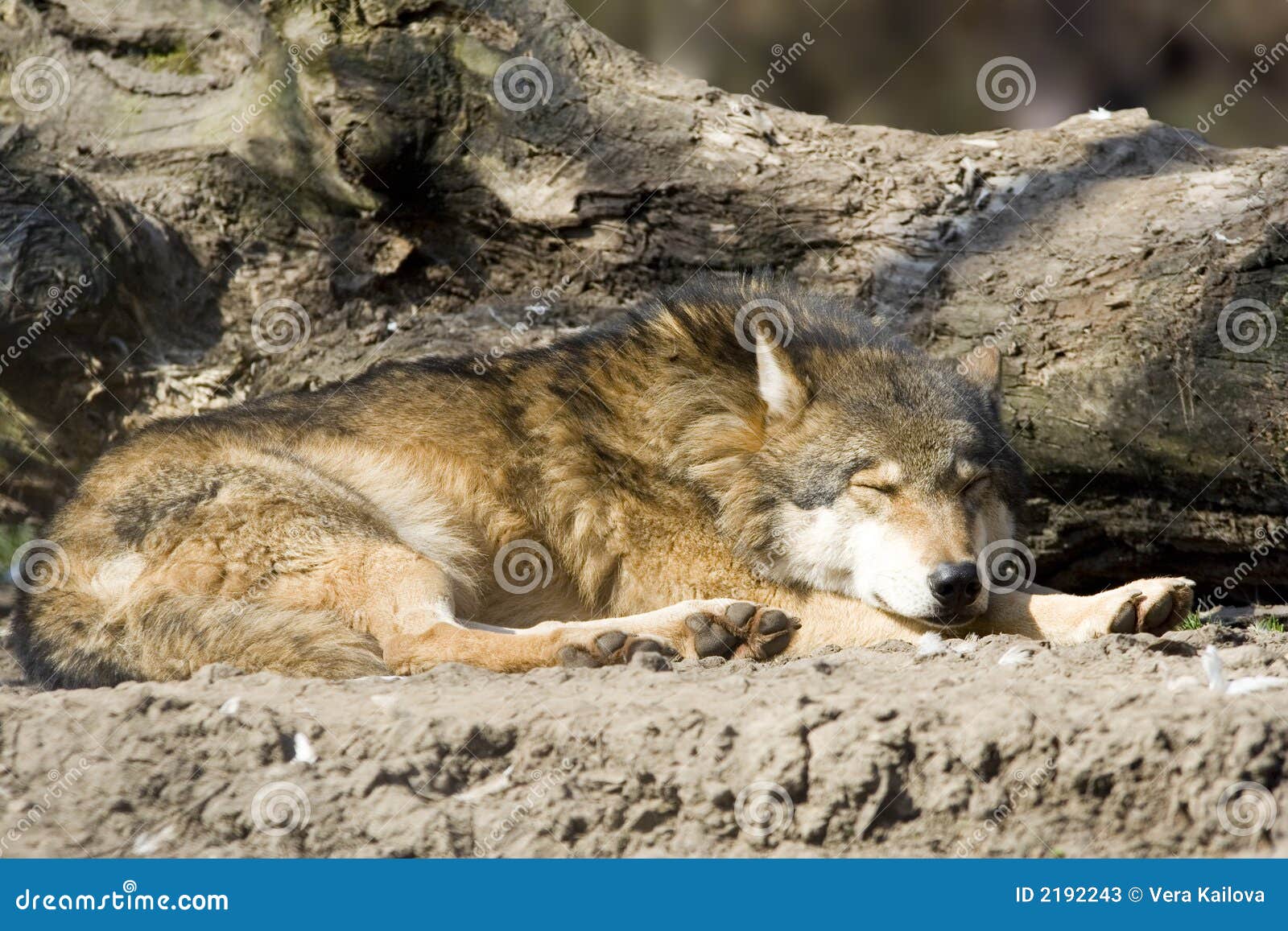 The sleeping wolf stock image. Image of ashen, sleep, predator - 2192243