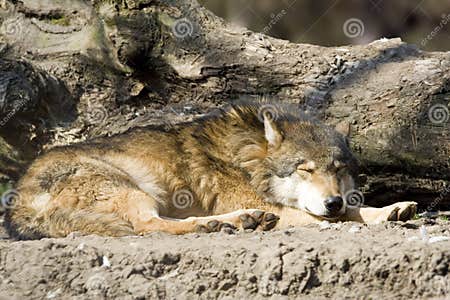 The sleeping wolf stock image. Image of ashen, sleep, predator - 2192243