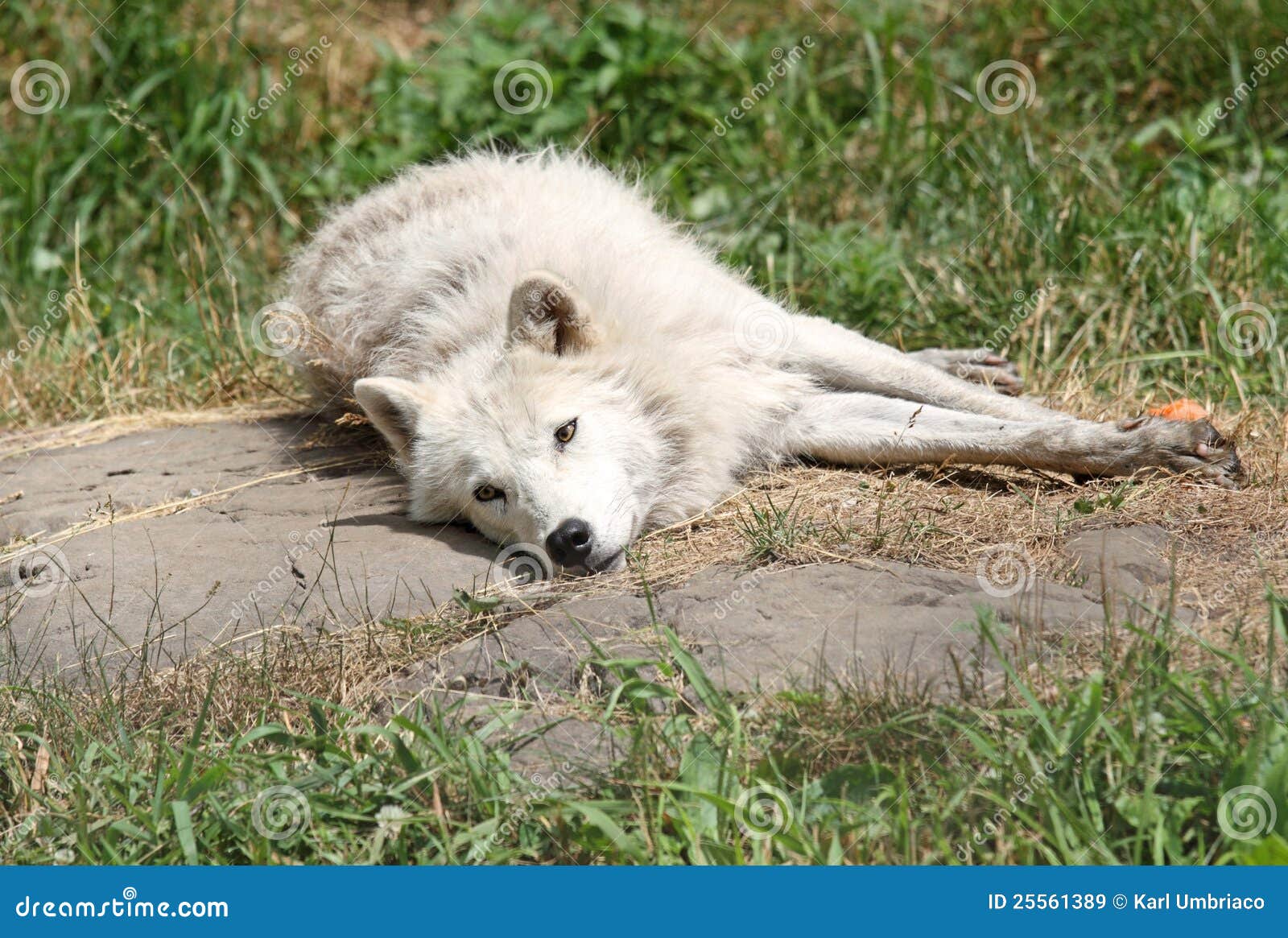 Sleeping wolf stock image. Image of arctic, rock, wolf - 25561389